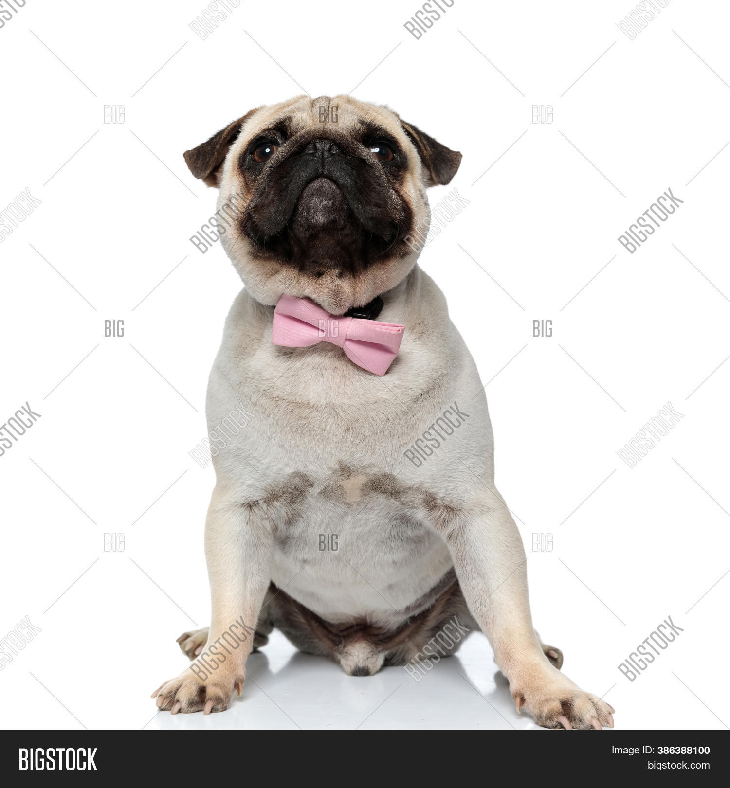 Charming Pug Puppy Image & Photo (Free Trial) | Bigstock