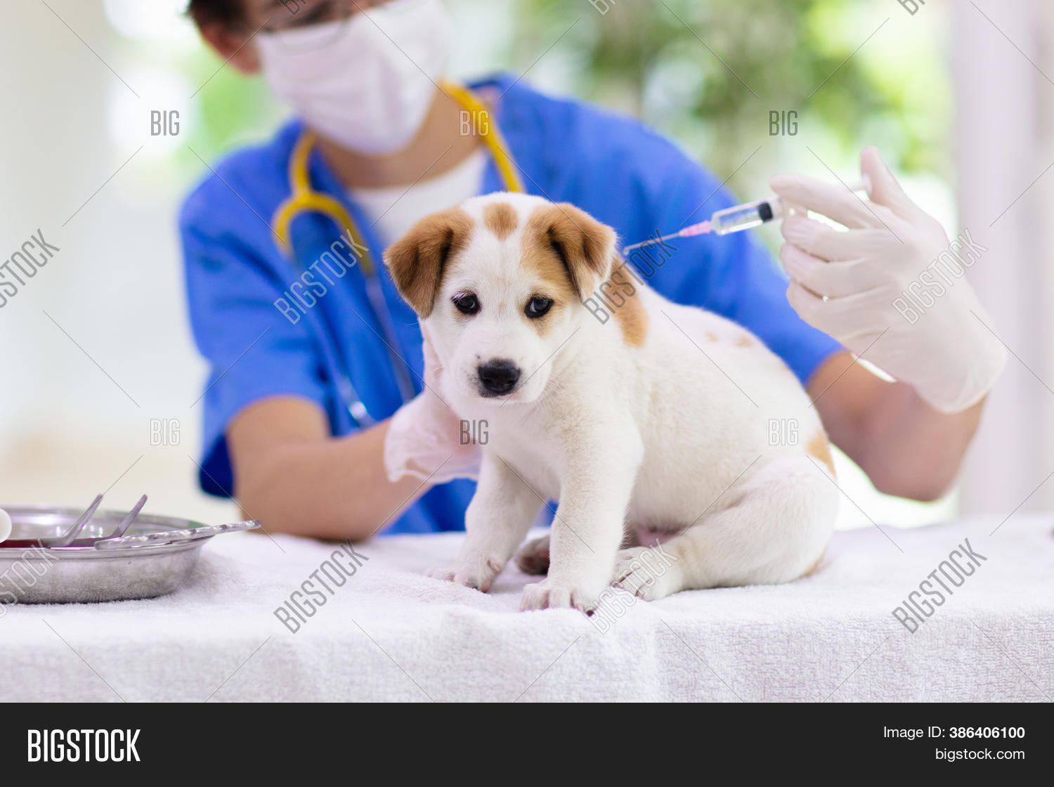 Vet Examining Dog. Image & Photo (Free Trial) | Bigstock