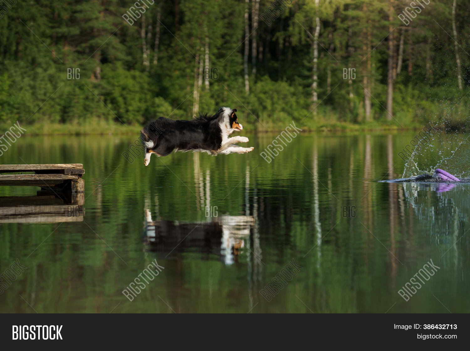Dog Jumps Into Water. Image & Photo (Free Trial) | Bigstock