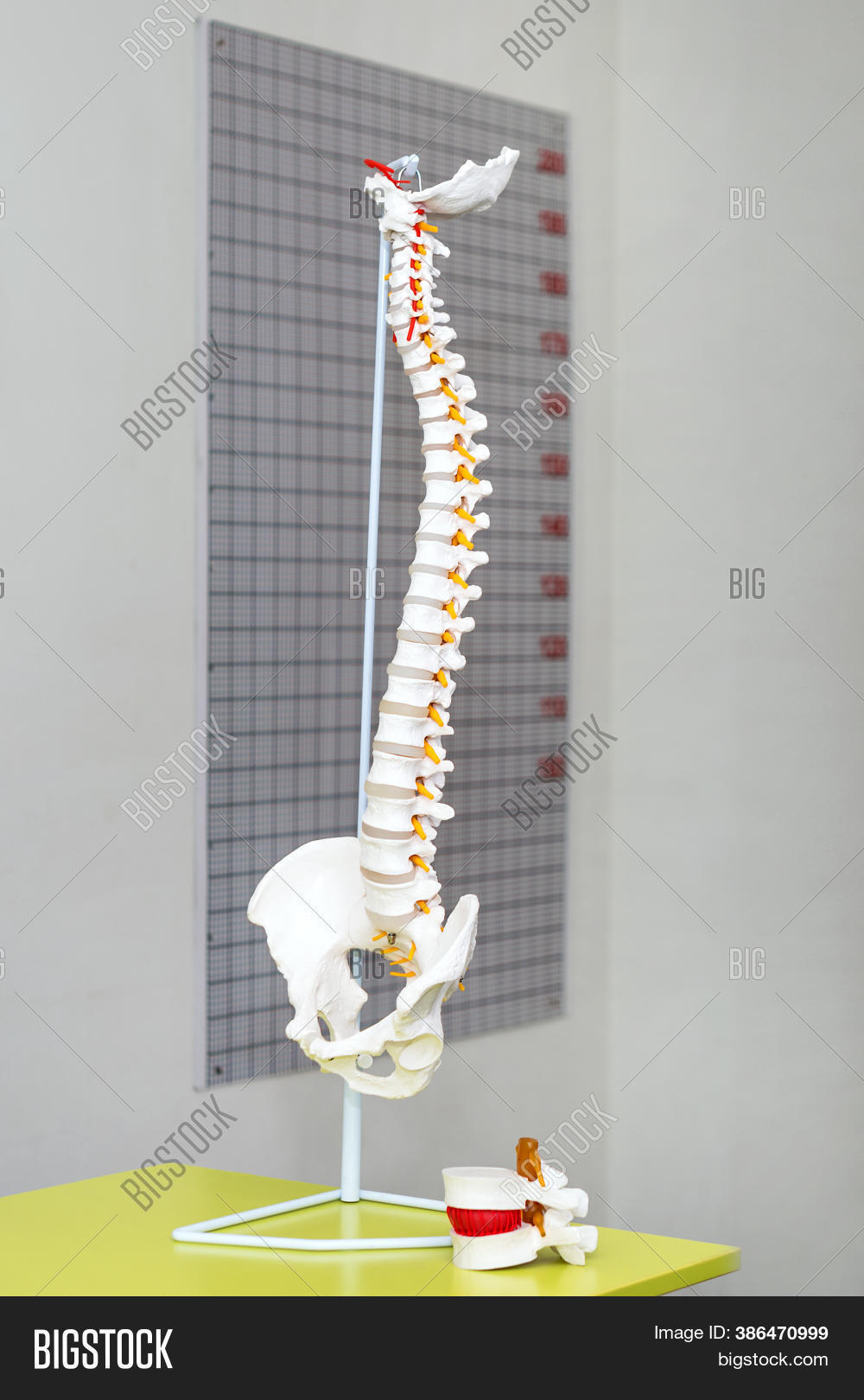 Anatomical Model Image & Photo (Free Trial) | Bigstock