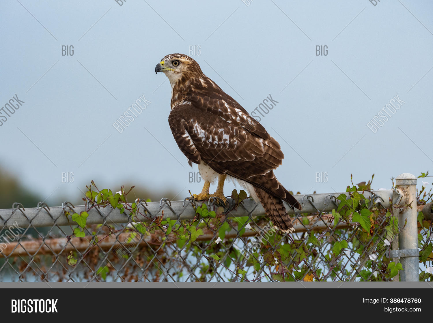 Red-tailed Hawk View Image & Photo (Free Trial) | Bigstock