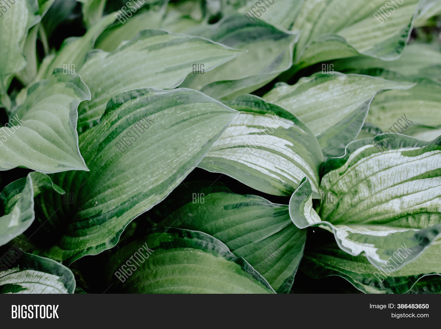 Hosta Foliage Image & Photo (Free Trial) | Bigstock