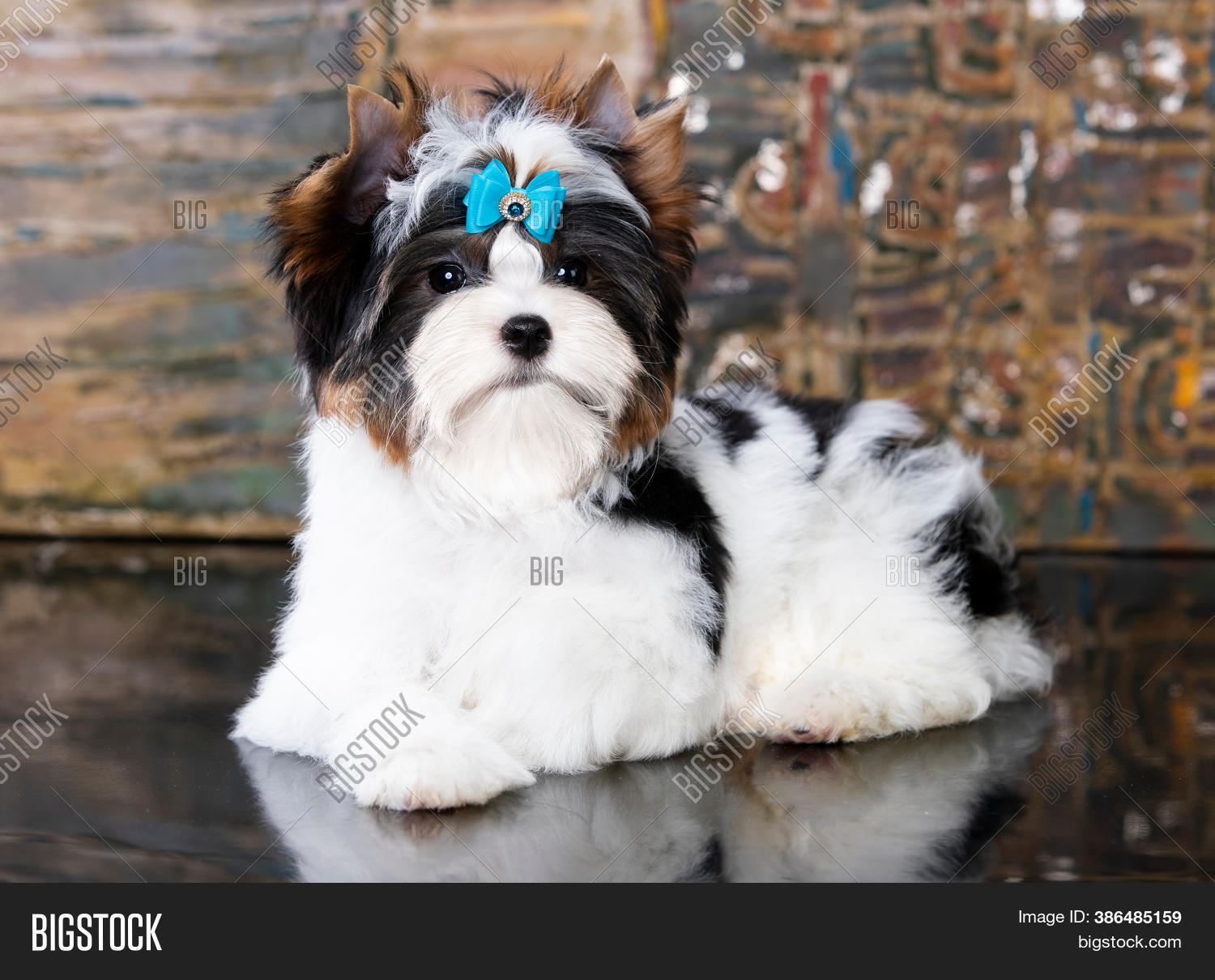Puppy Dog Biewer Image & Photo (Free Trial) | Bigstock
