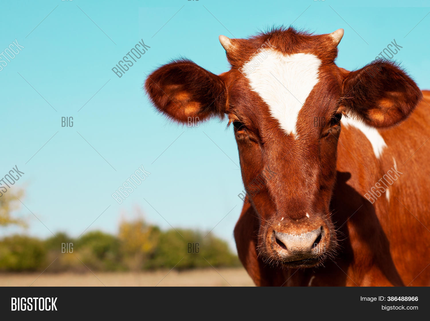 Red Cow Grazing Meadow Image & Photo (Free Trial) | Bigstock