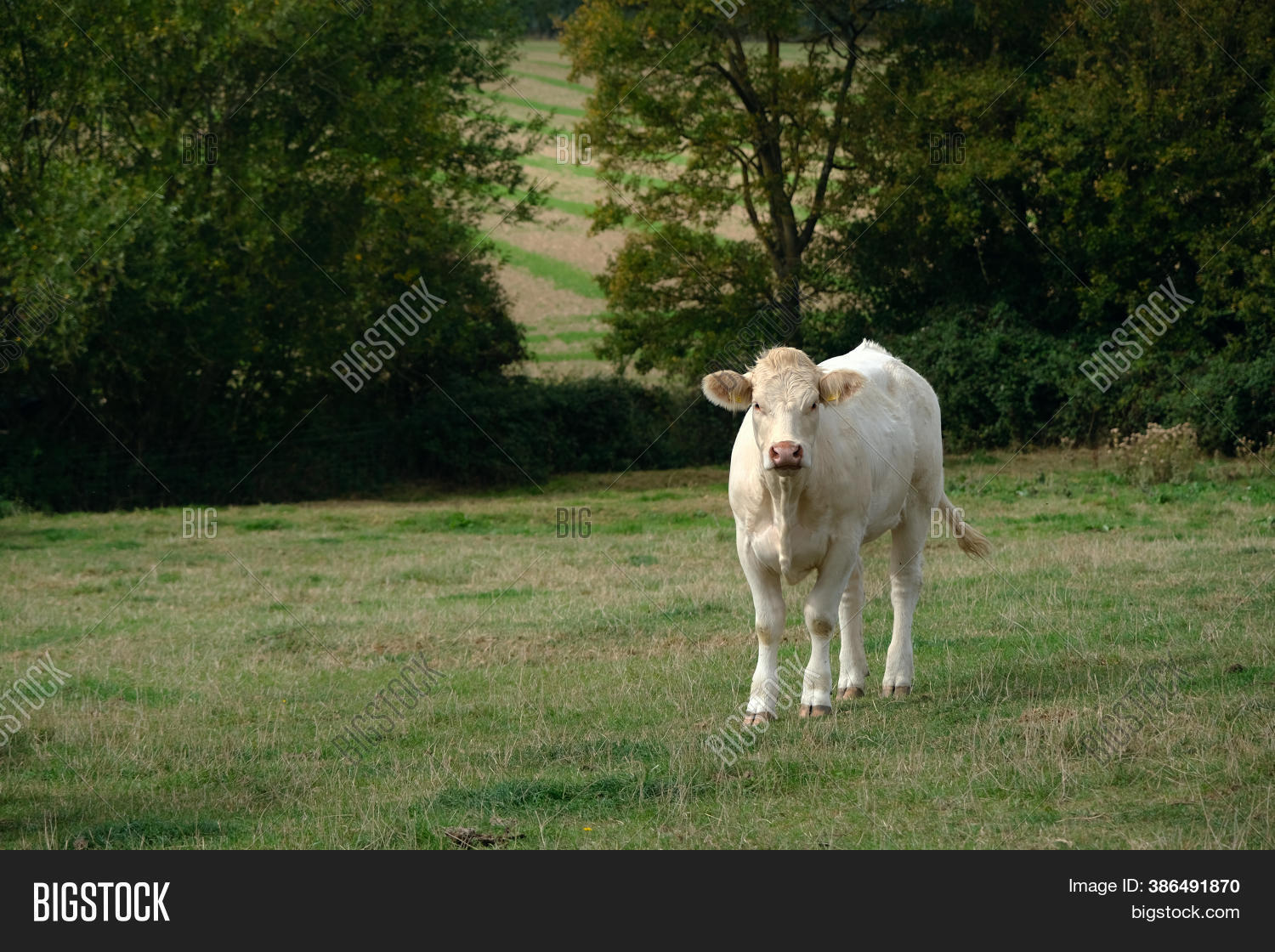 White Bull Nature On Image & Photo (Free Trial) | Bigstock
