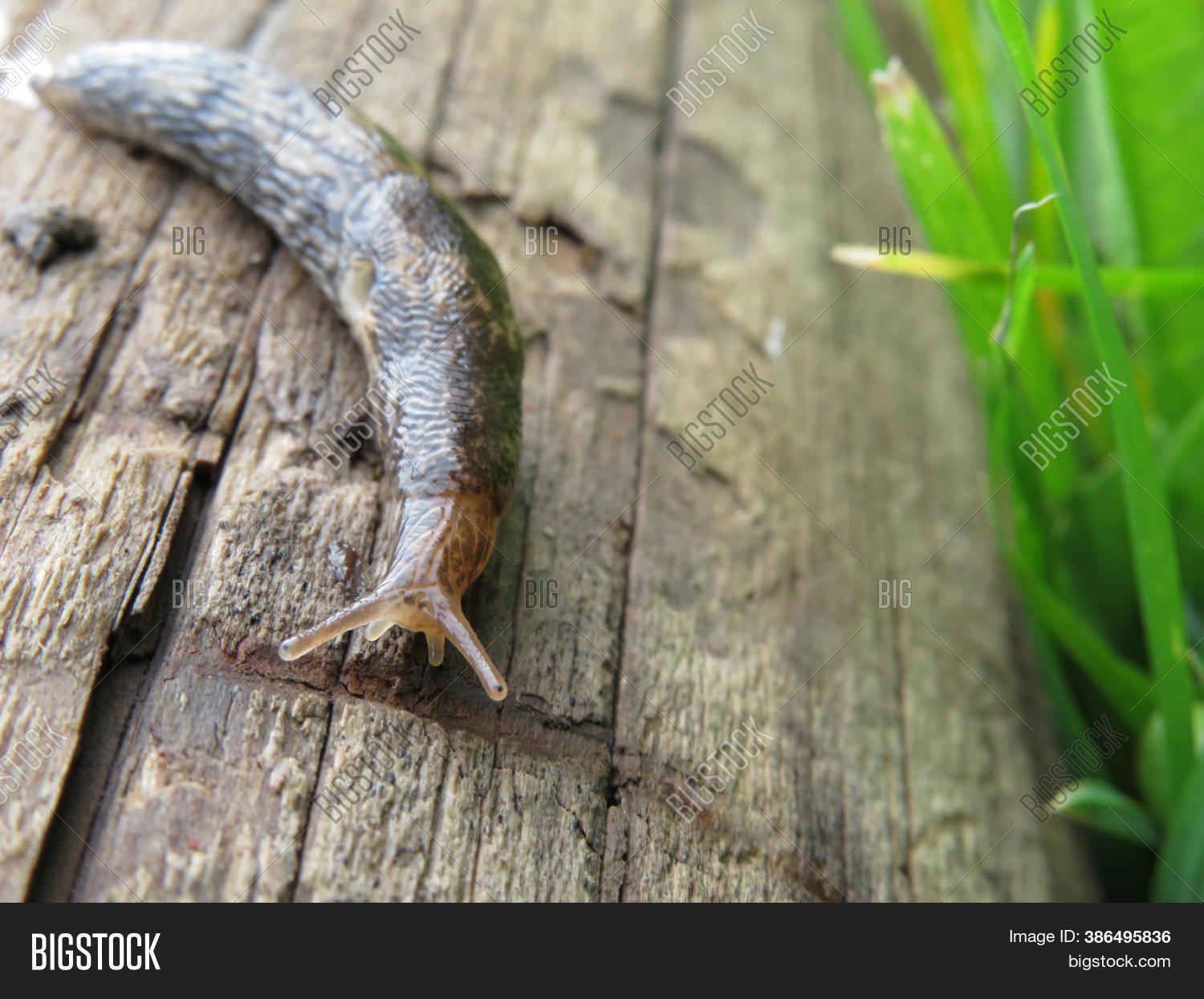 Slug Garden Eating Image & Photo (Free Trial) | Bigstock