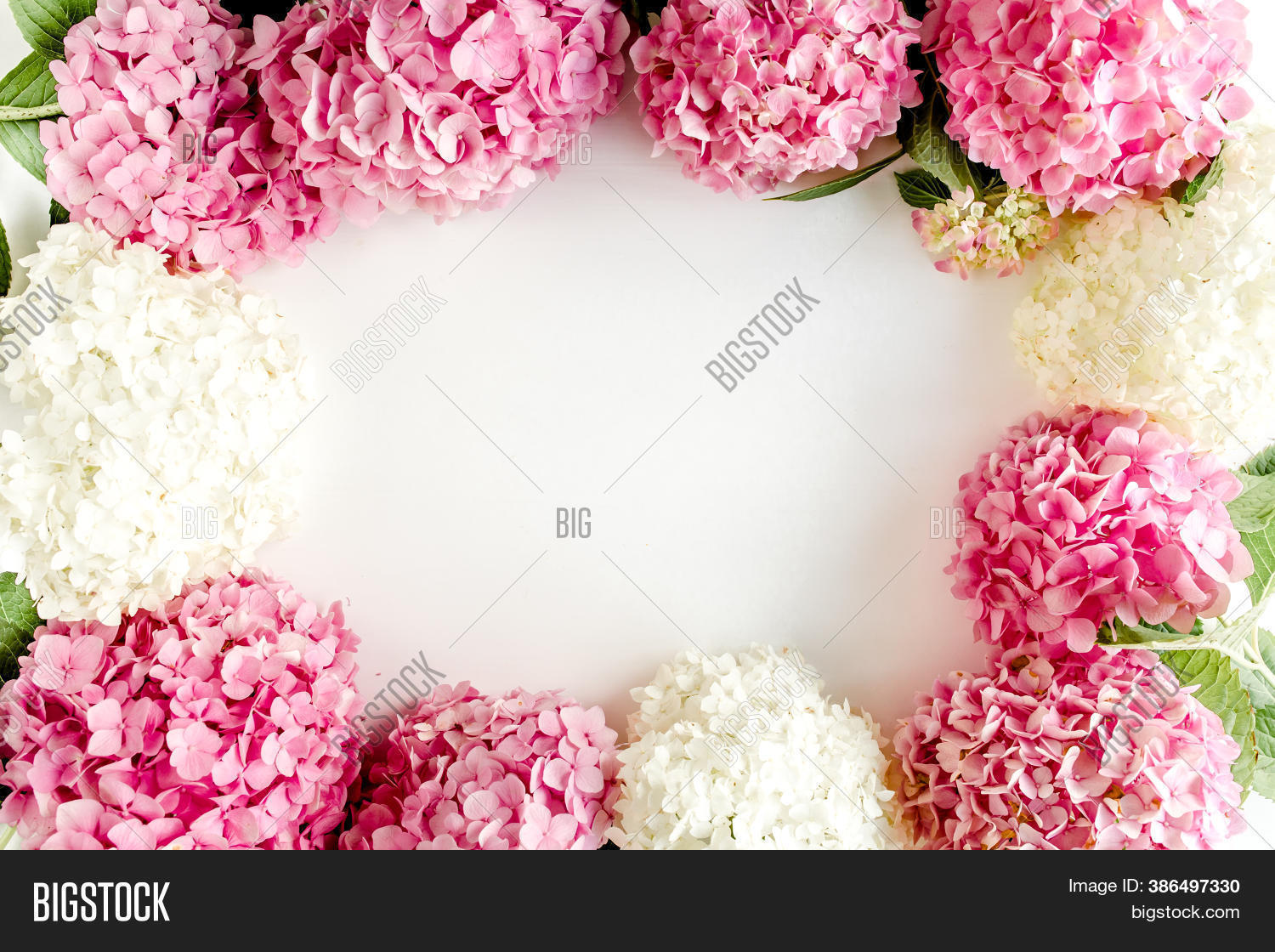 Frame Pink Hydrangea Image & Photo (Free Trial) | Bigstock