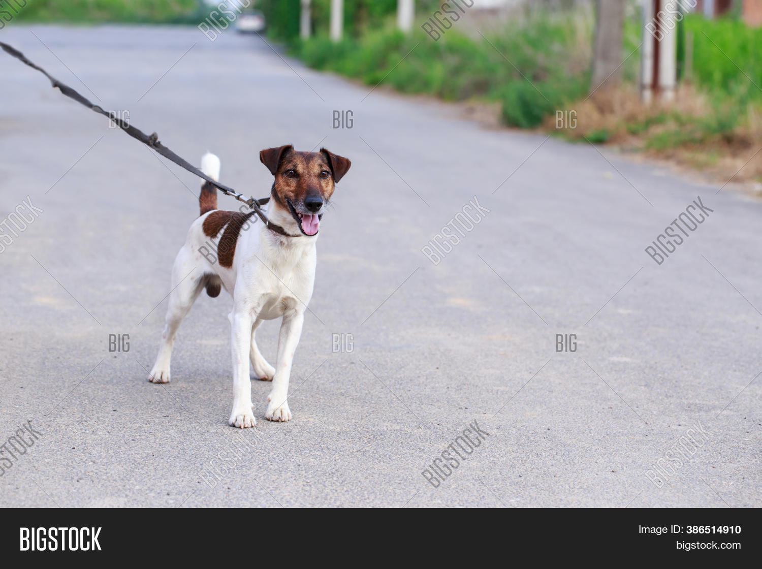 Dog Breed Smooth- Image & Photo (Free Trial) | Bigstock