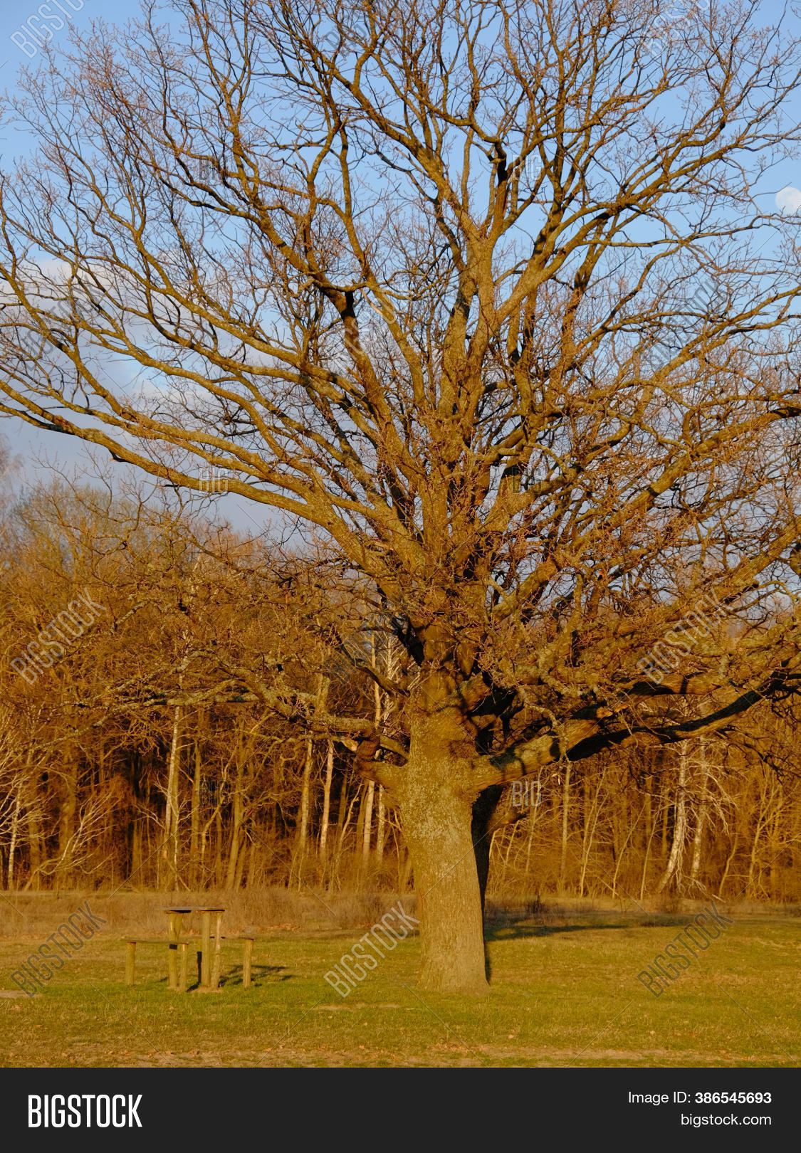 Large Branched Trees Image & Photo (Free Trial) | Bigstock
