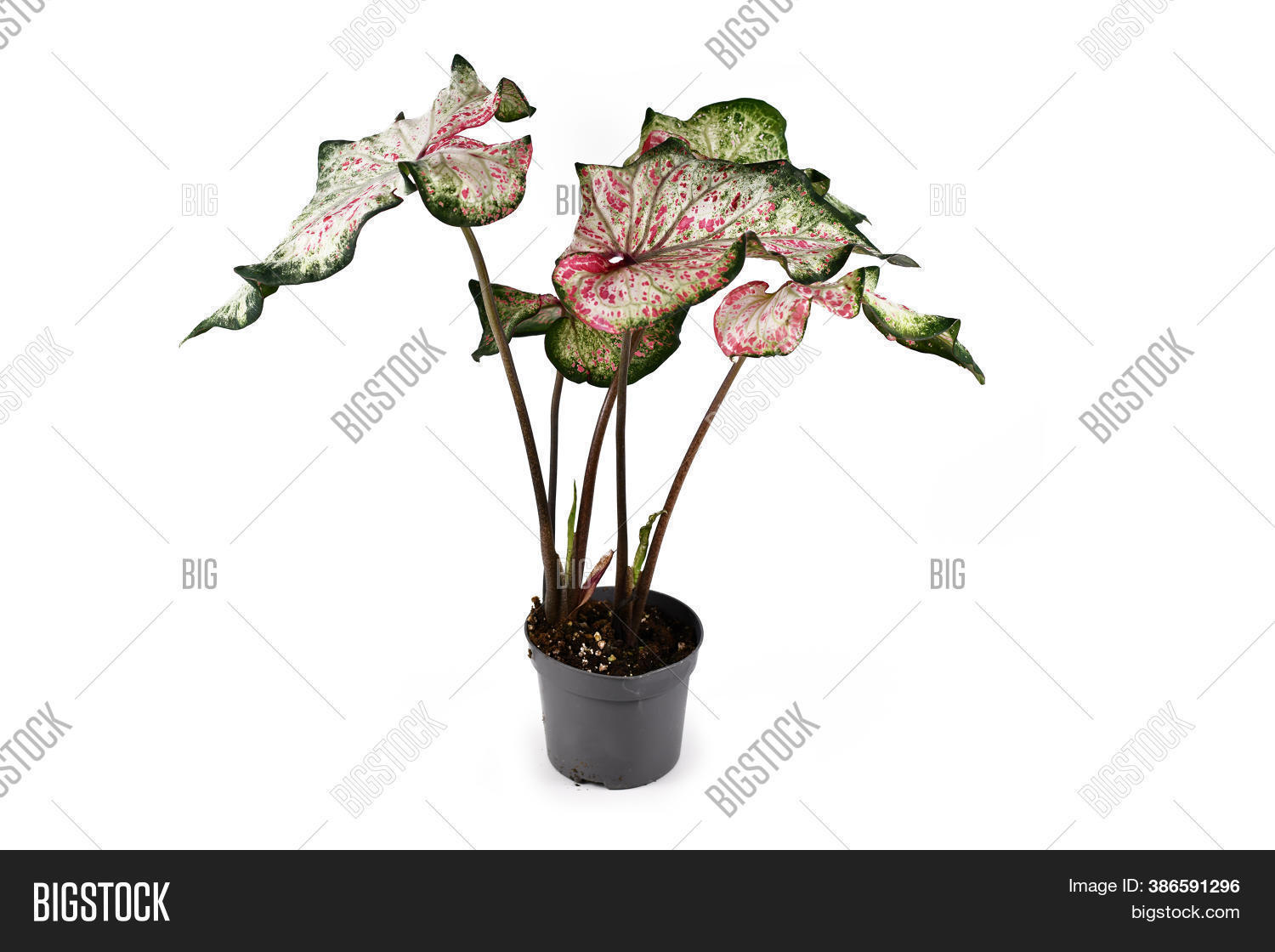 Exotic House Plant Image & Photo (Free Trial) | Bigstock