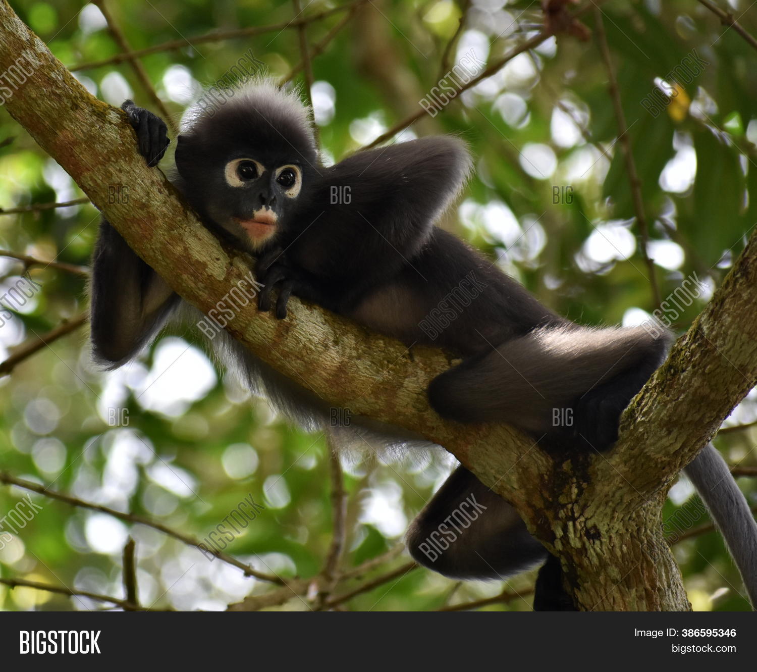Cute Langur Monkey Image & Photo (Free Trial) | Bigstock