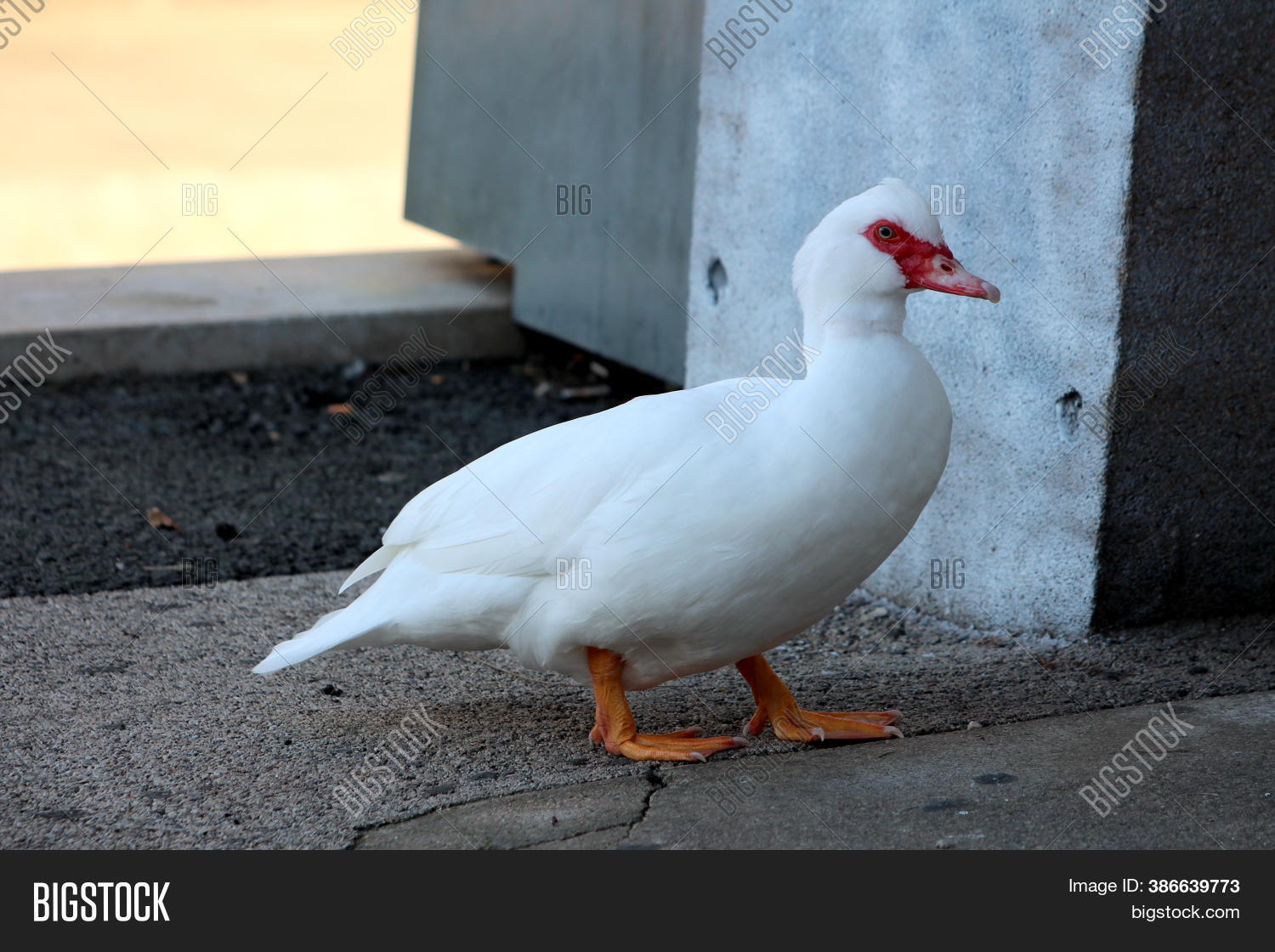 Pure White Small Duck Image & Photo (Free Trial) | Bigstock