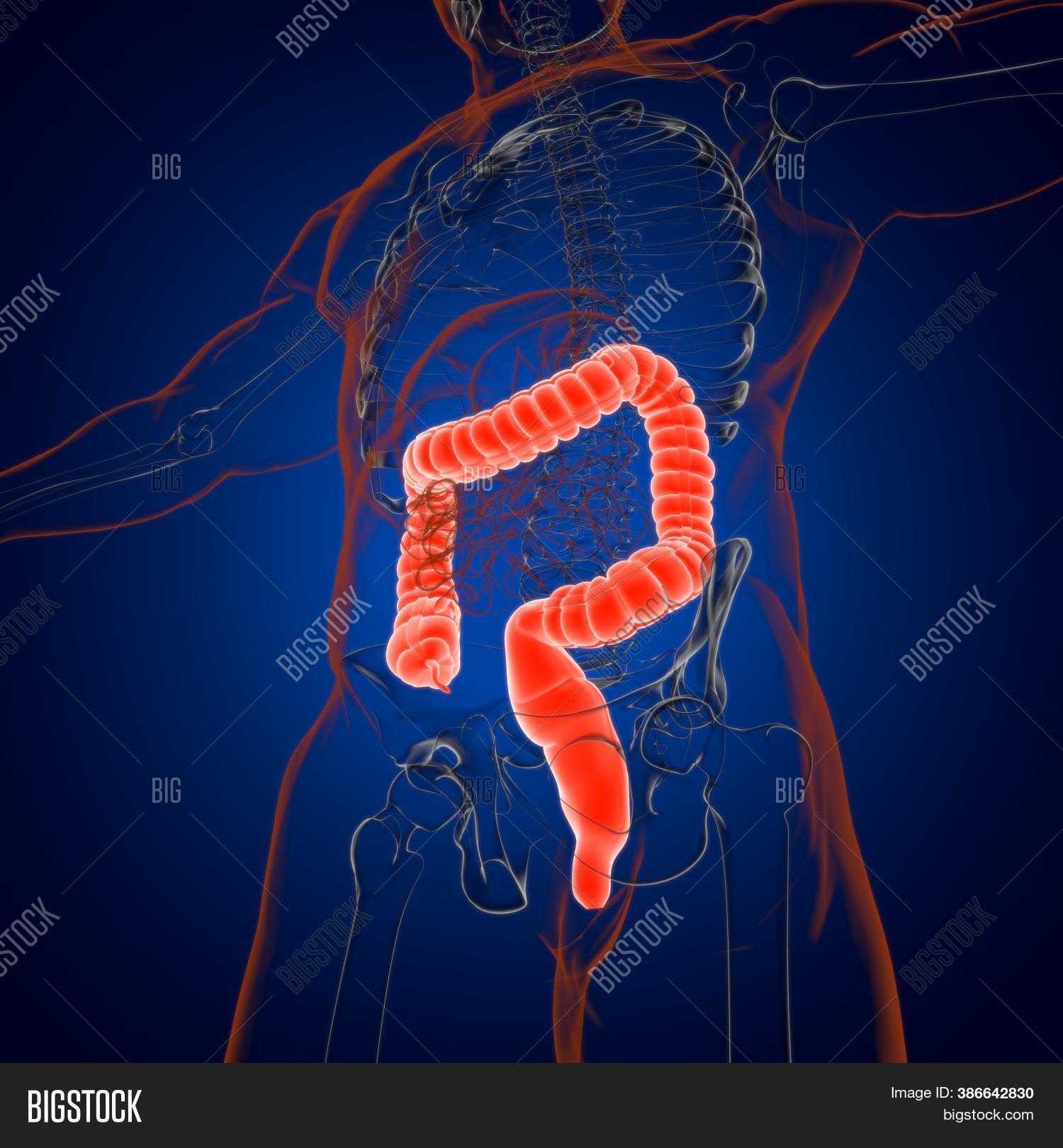 Large Intestine 3D Image & Photo (Free Trial) | Bigstock