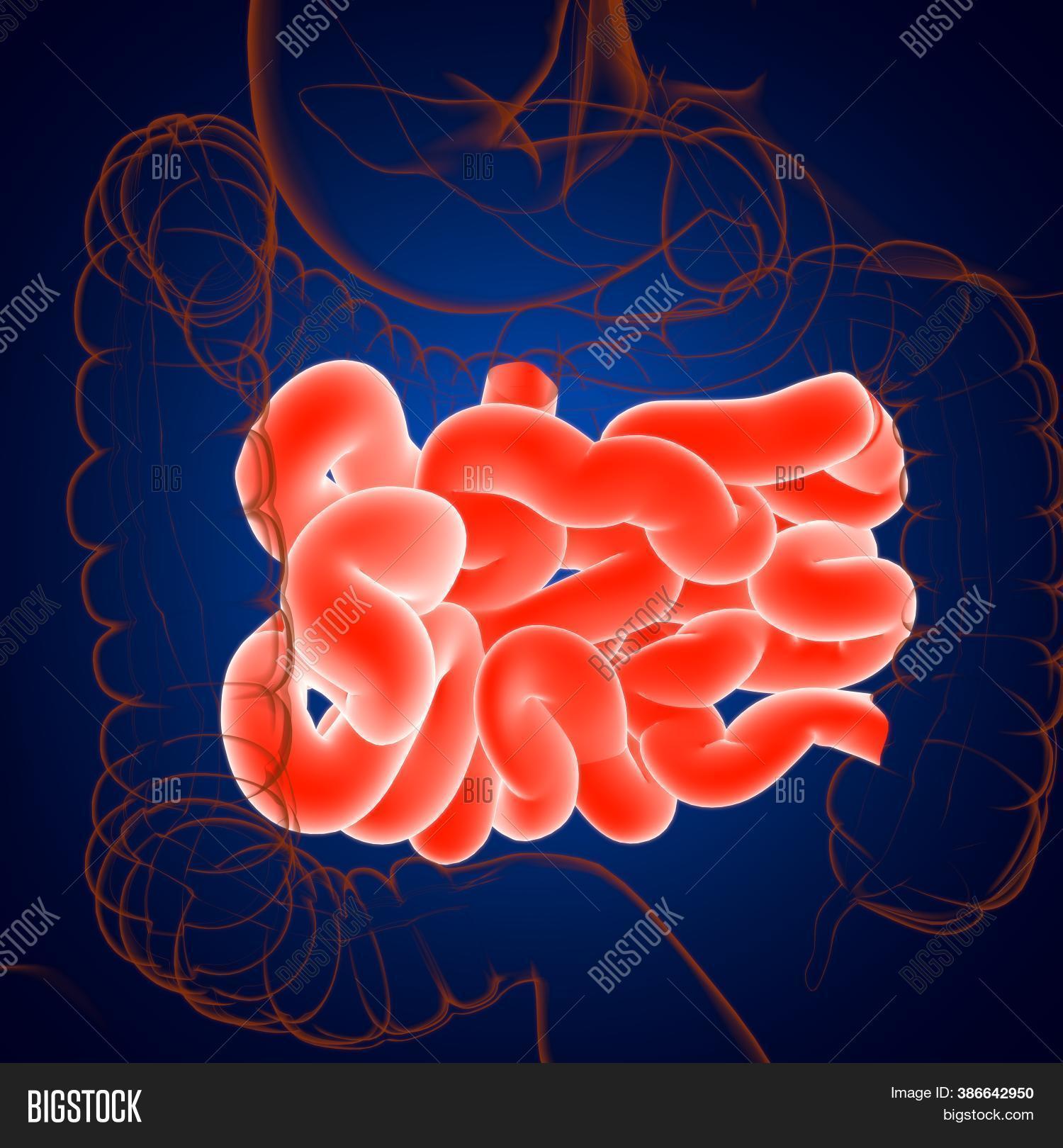 Small Intestine 3D Image & Photo (Free Trial) | Bigstock
