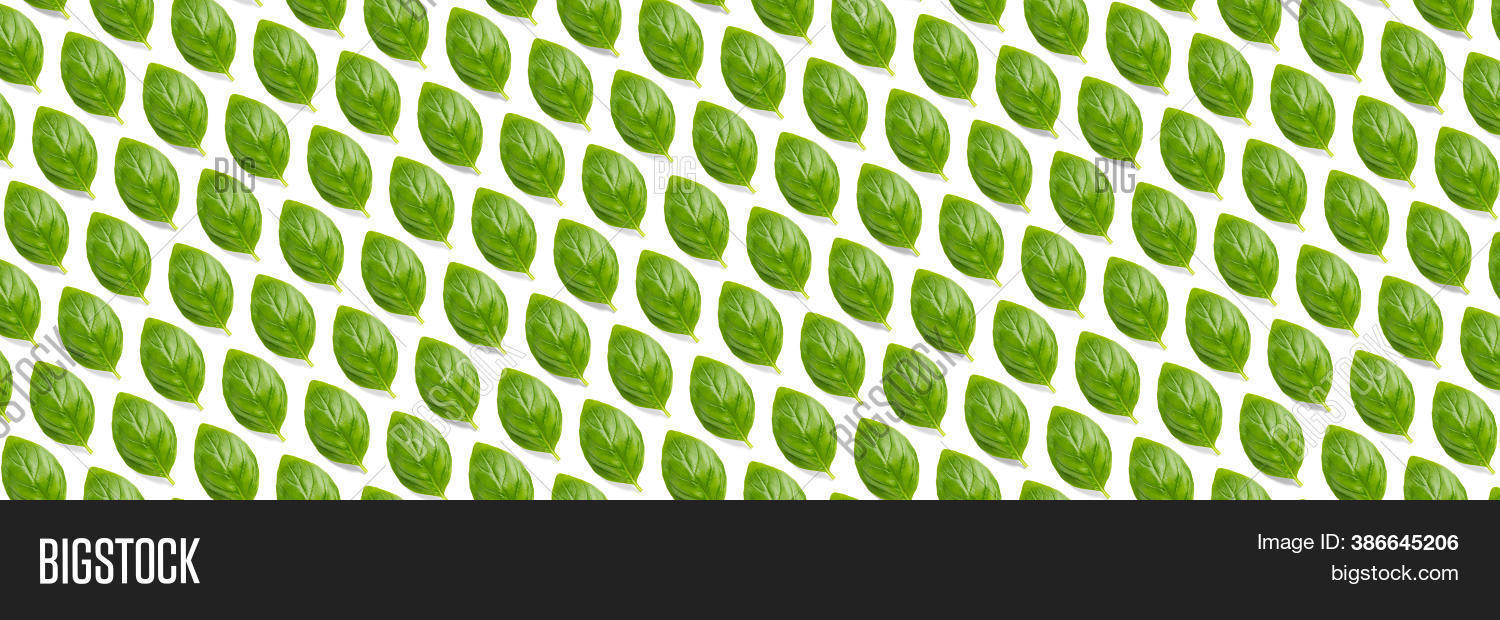 Basil Banner. Green Image & Photo (Free Trial) | Bigstock