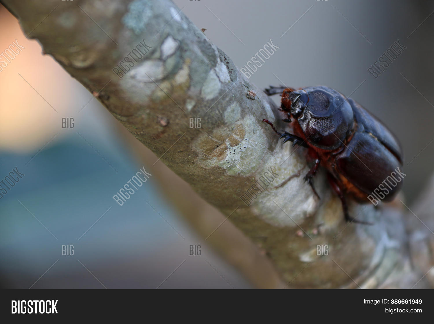 Black Beetle On Branch Image & Photo (Free Trial) | Bigstock