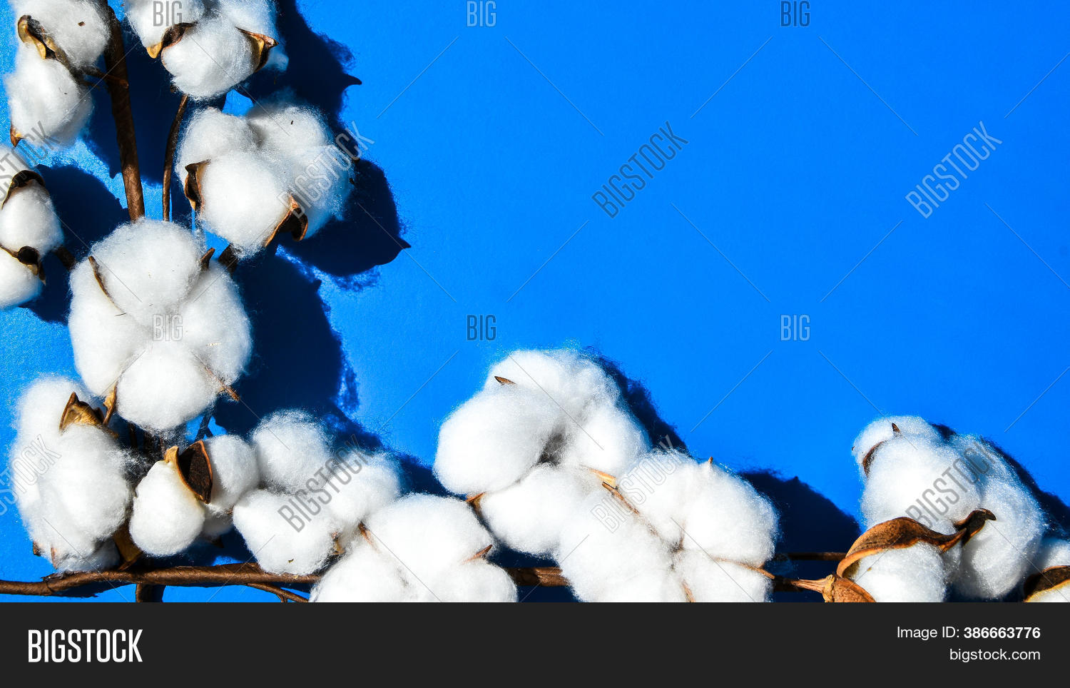 Fluffy Cotton Flowers Image & Photo (Free Trial) | Bigstock