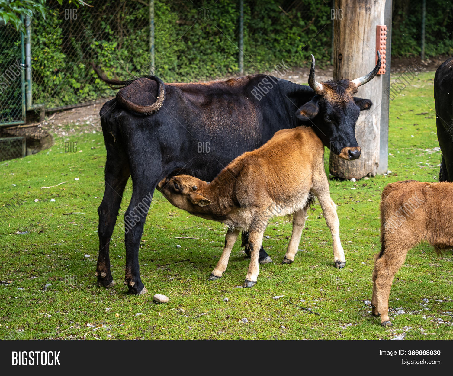 Baby Heck Cattle, Bos Image & Photo (Free Trial) | Bigstock