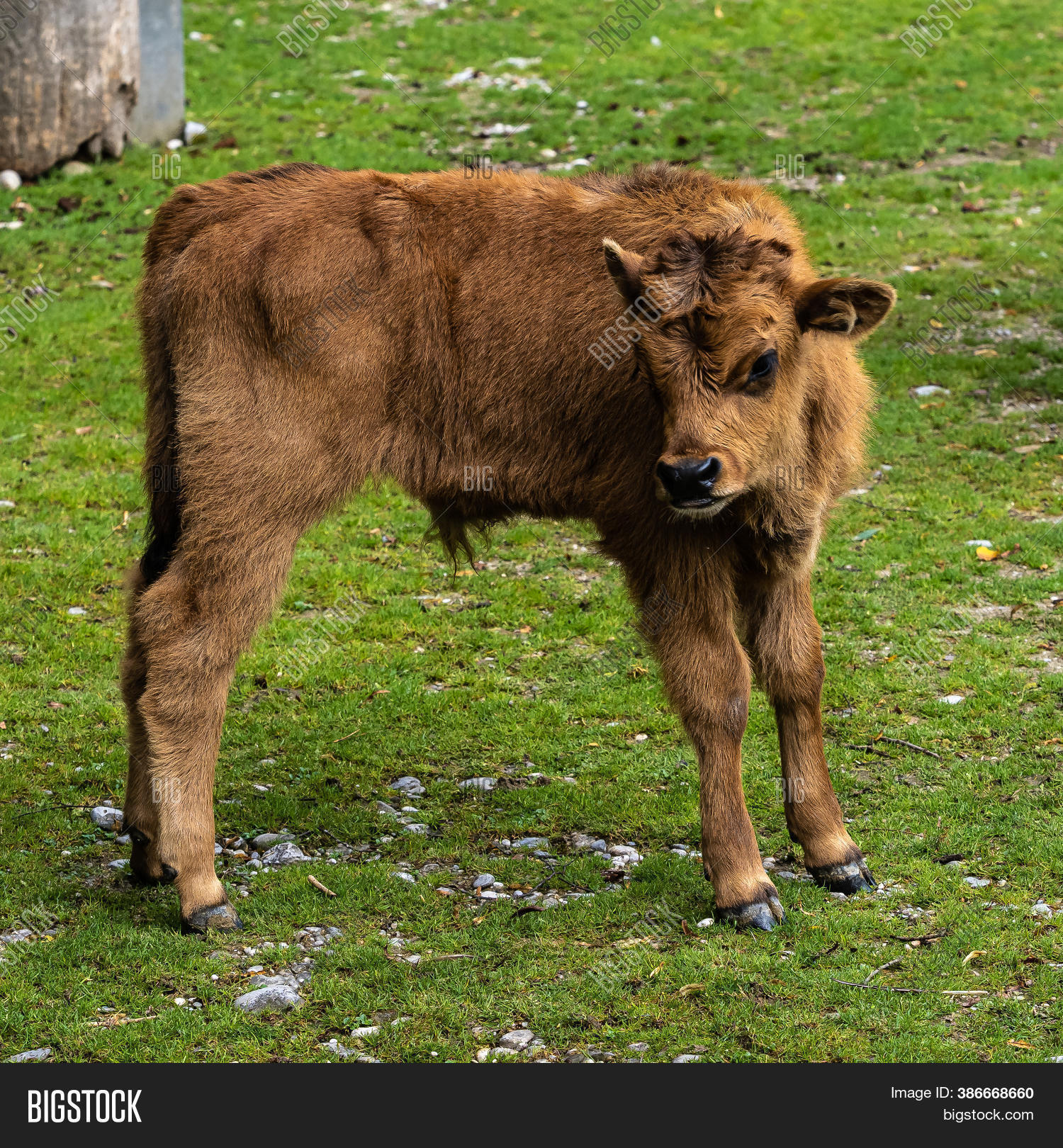 Baby Heck Cattle, Bos Image & Photo (Free Trial) | Bigstock