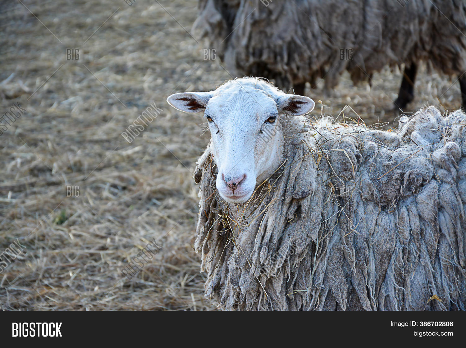 Sheep Long Wool Field Image & Photo (Free Trial) | Bigstock
