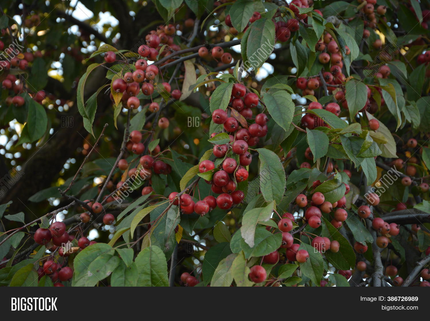 Red Fruits Malus Image & Photo (Free Trial) | Bigstock