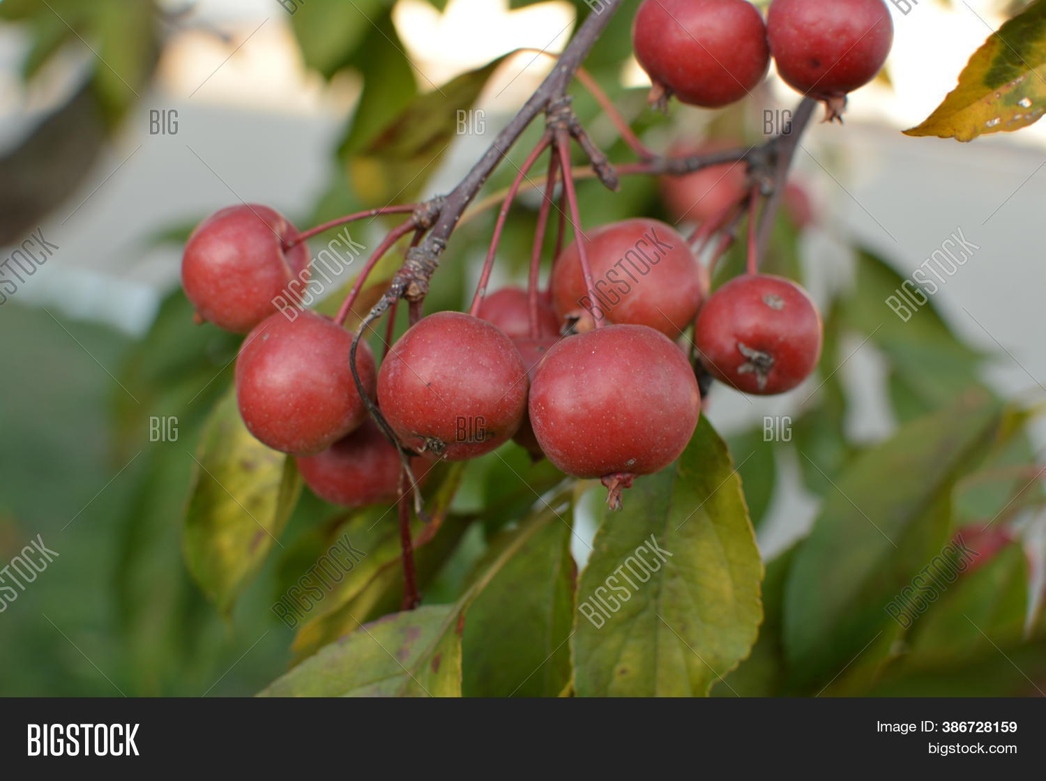 Red Fruits Malus Image & Photo (Free Trial) | Bigstock