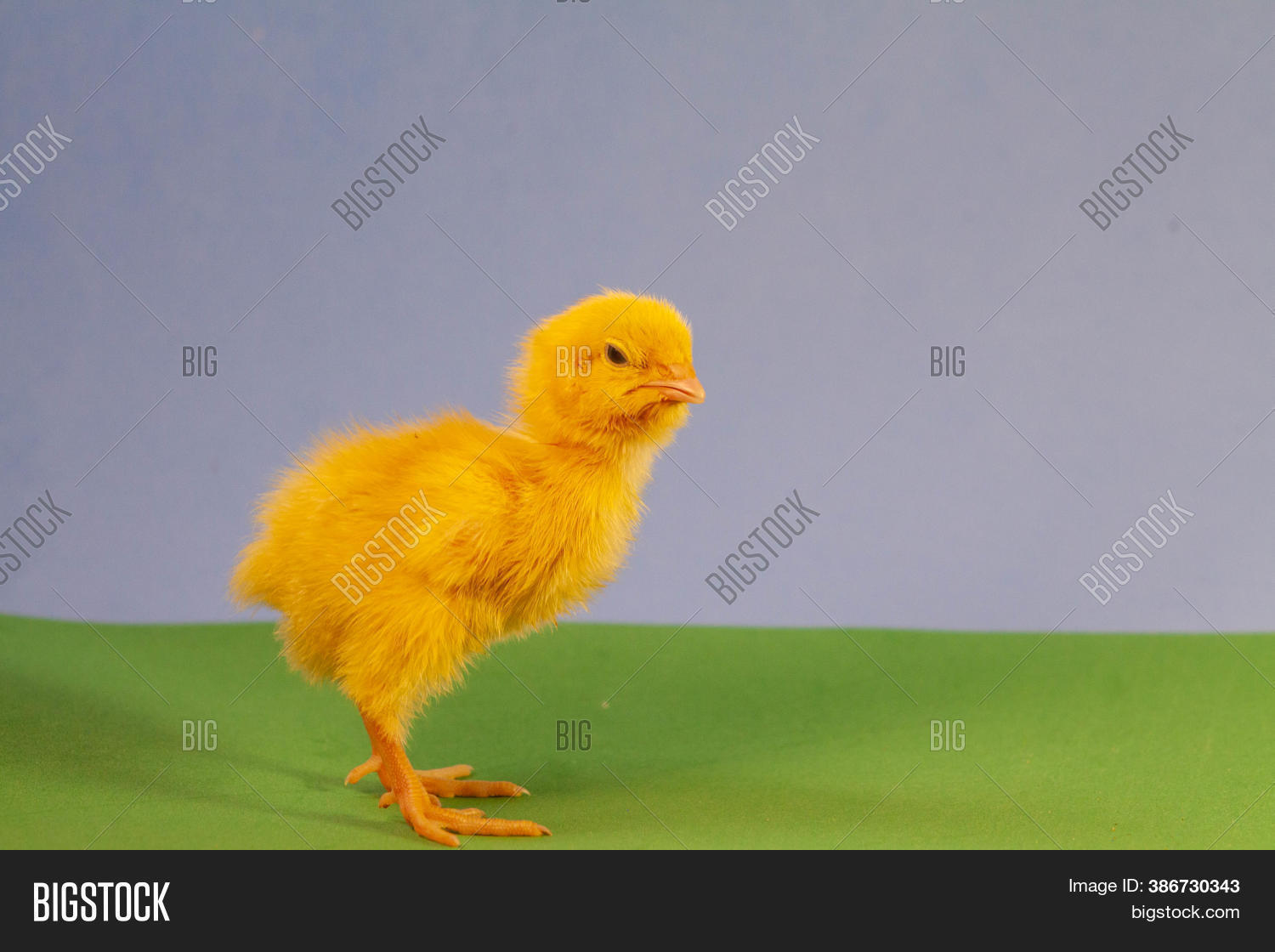 Newborn Yellow Chicken Image & Photo (Free Trial) | Bigstock