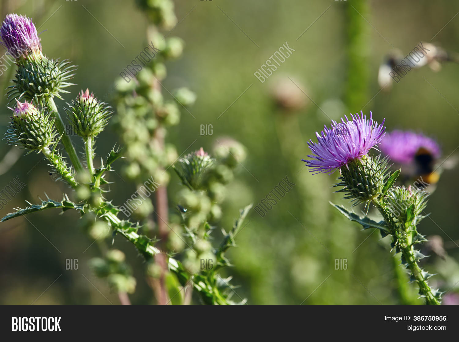 Milk Thistle Plant Image & Photo (Free Trial) | Bigstock