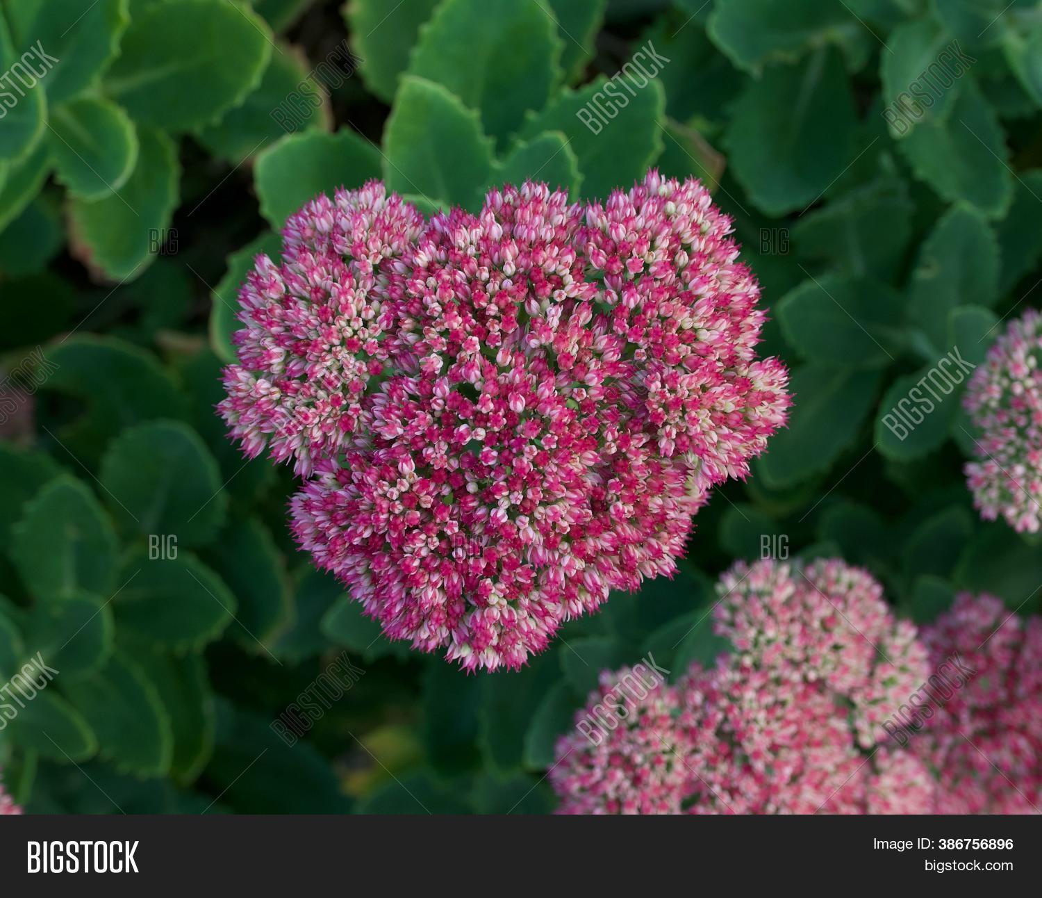 Beautiful Image Pink Image & Photo (Free Trial) | Bigstock