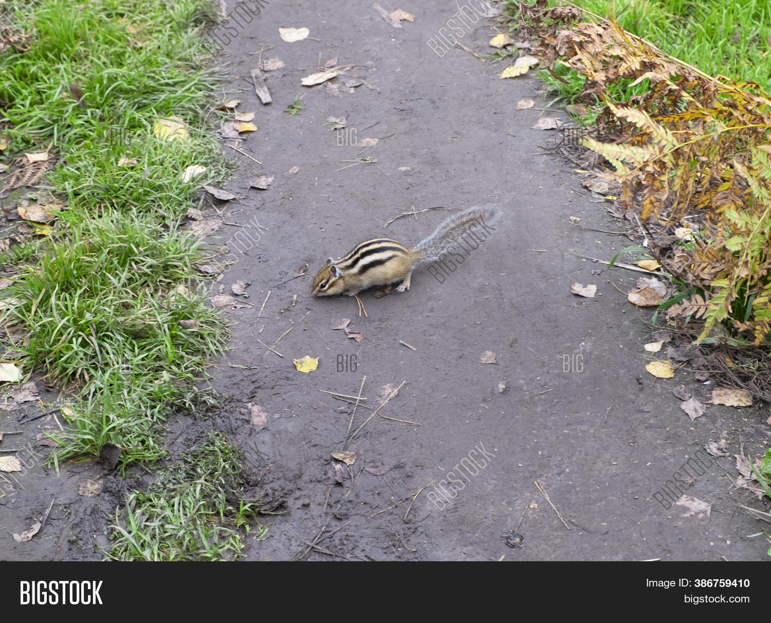 Chipmunk Runs Along Image & Photo (Free Trial) | Bigstock