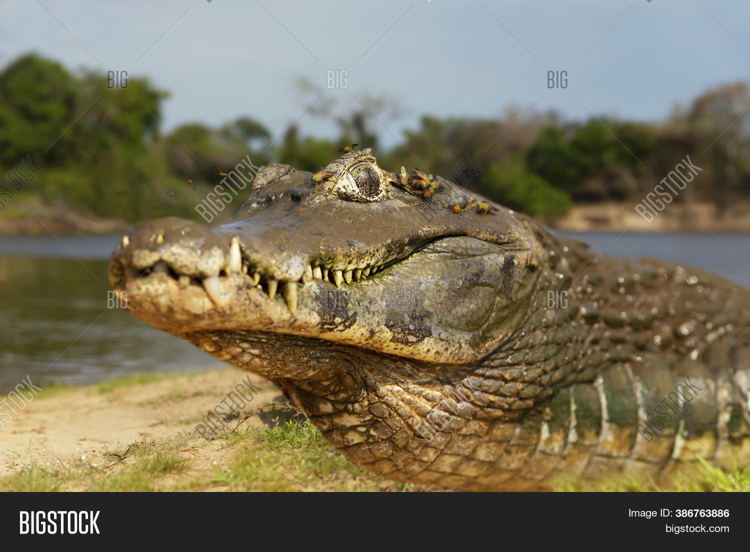 Close Yacare Caiman ( Image & Photo (Free Trial) | Bigstock