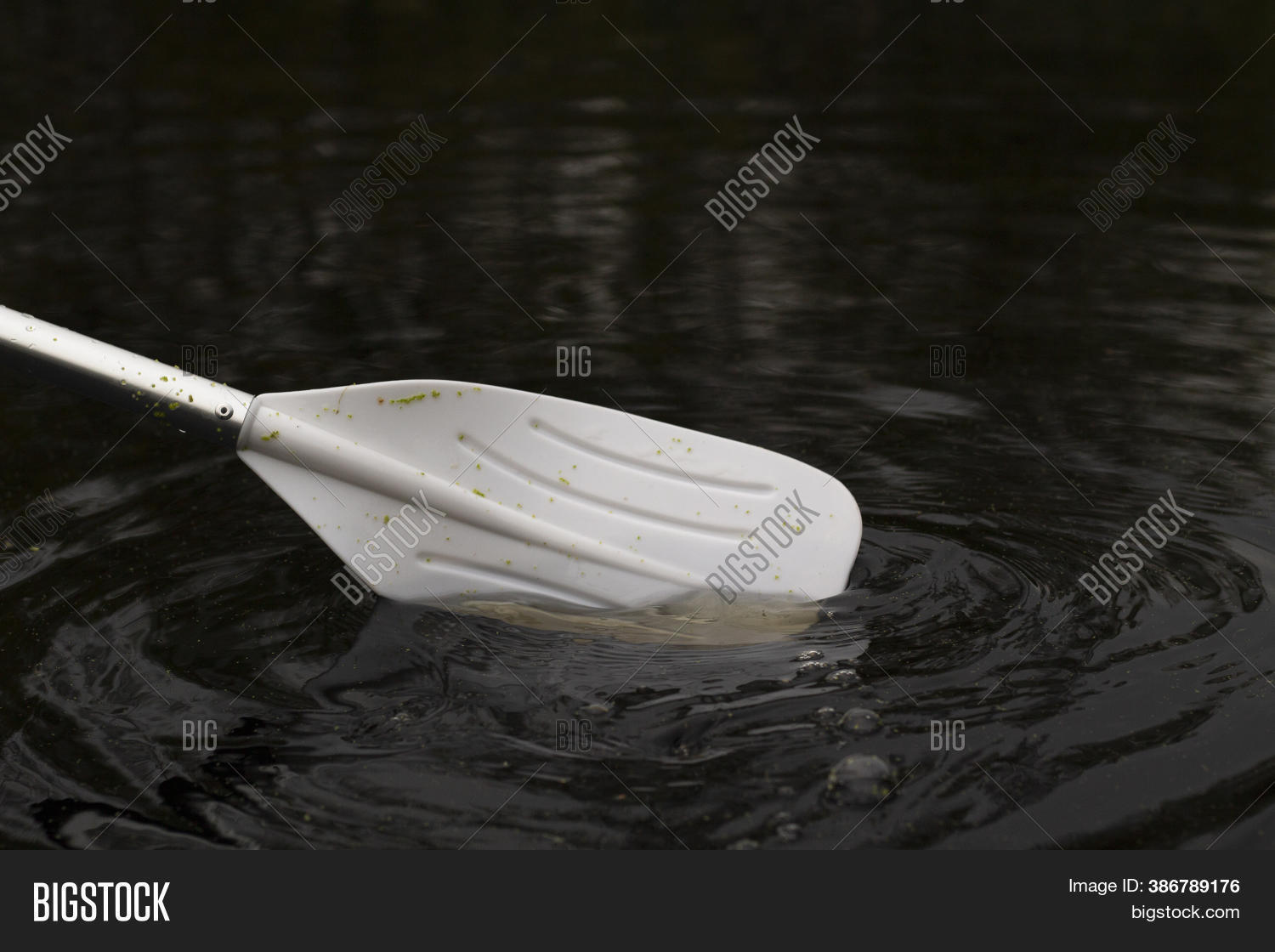Paddle Rowing On Water Image & Photo (Free Trial) | Bigstock
