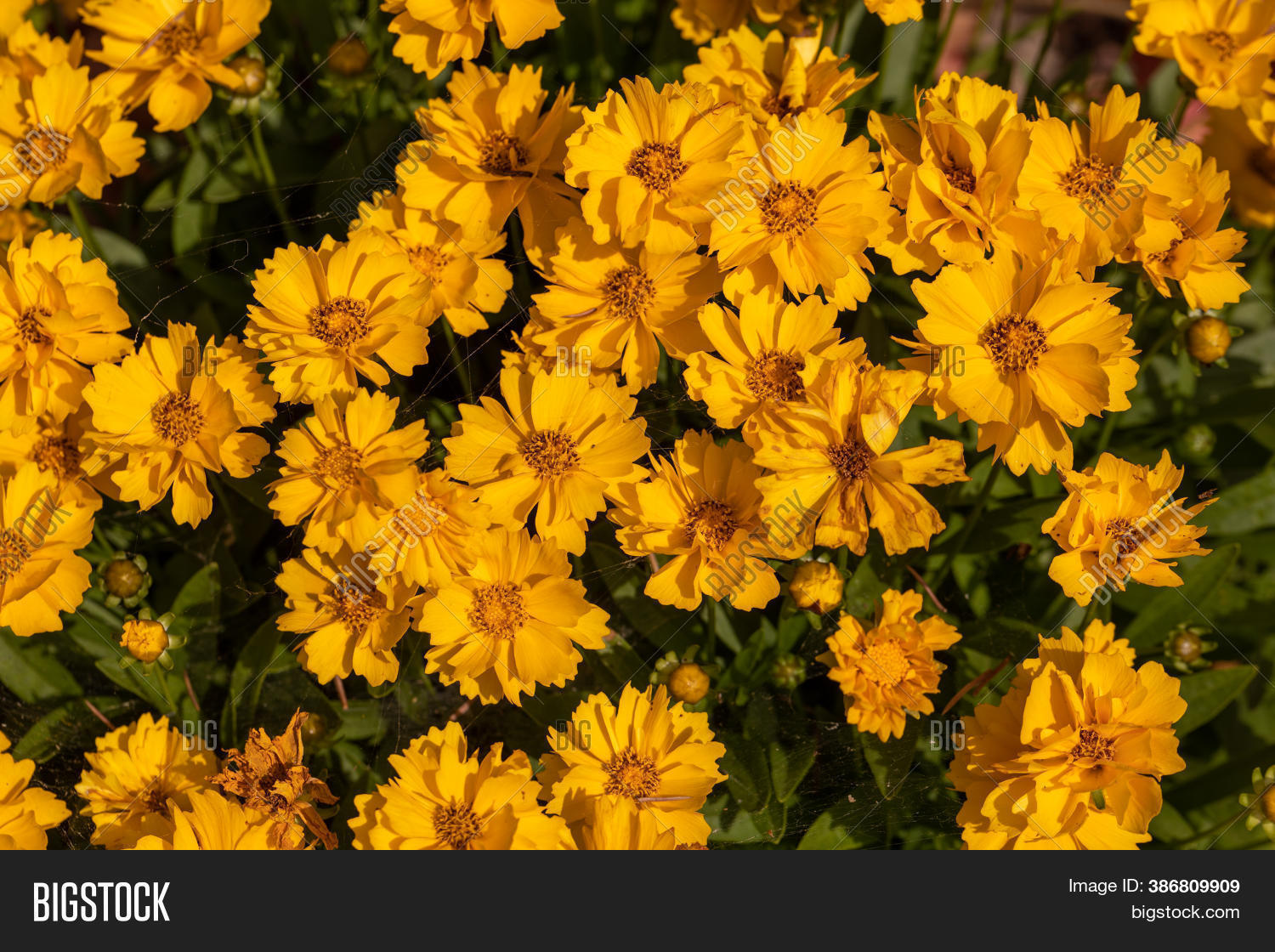 Large Group Yellow Image & Photo (Free Trial) | Bigstock