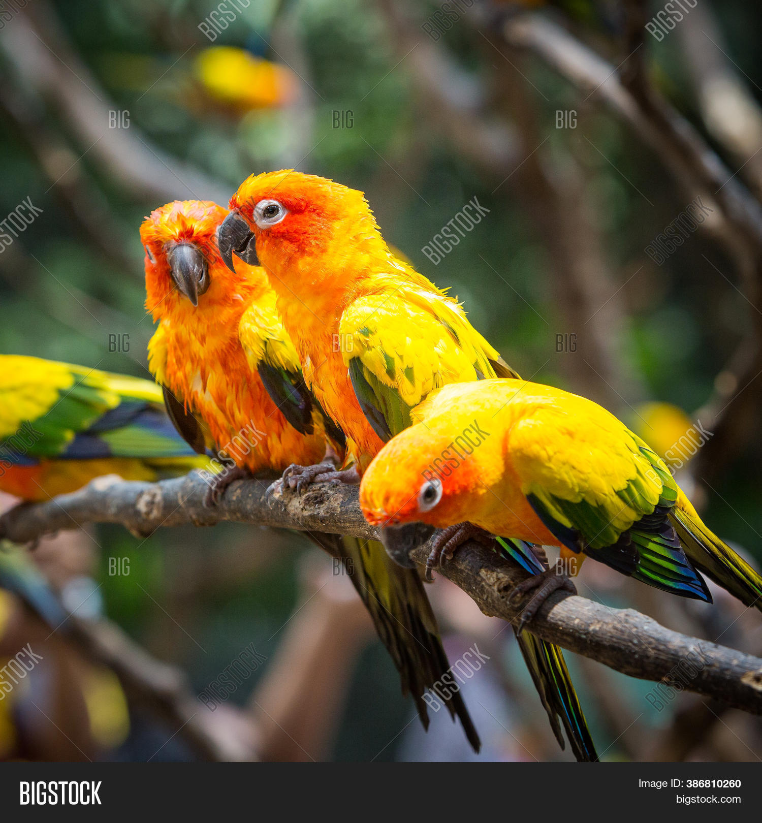 Sun Conure Parrot On Image & Photo (Free Trial) | Bigstock
