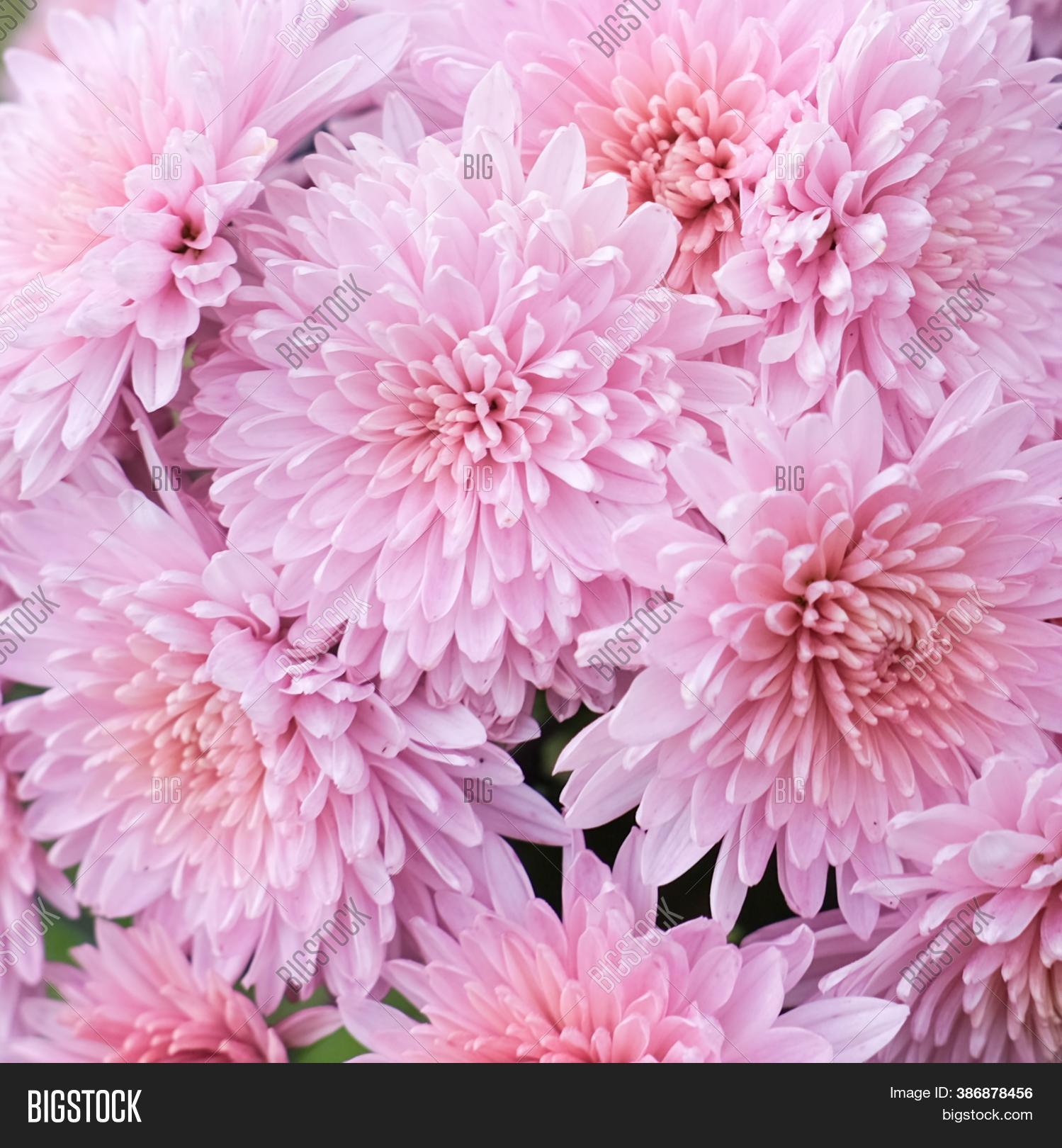 Gentle Pink Asters Image & Photo (Free Trial) | Bigstock