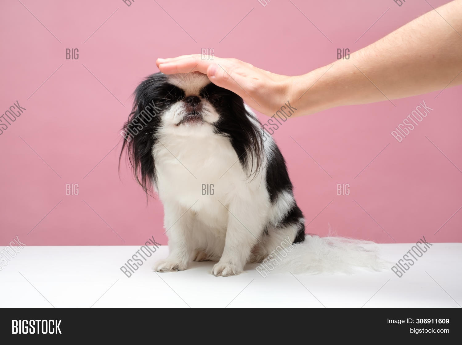 Female Hand Patting Image & Photo (Free Trial) | Bigstock