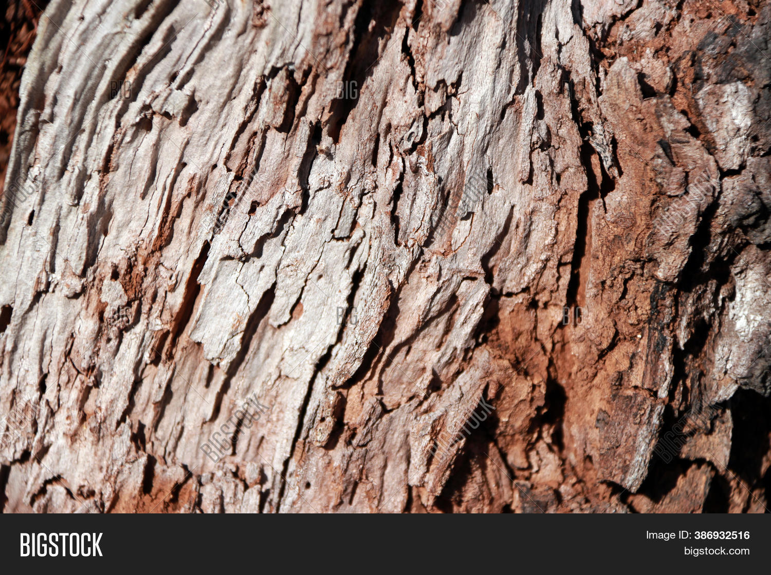 Texture Dry Tree Bark Image & Photo (Free Trial) | Bigstock