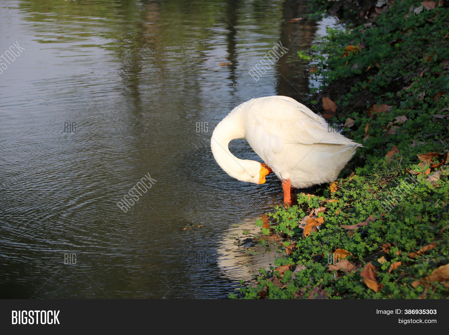 White Goose Orange Image & Photo (Free Trial) | Bigstock