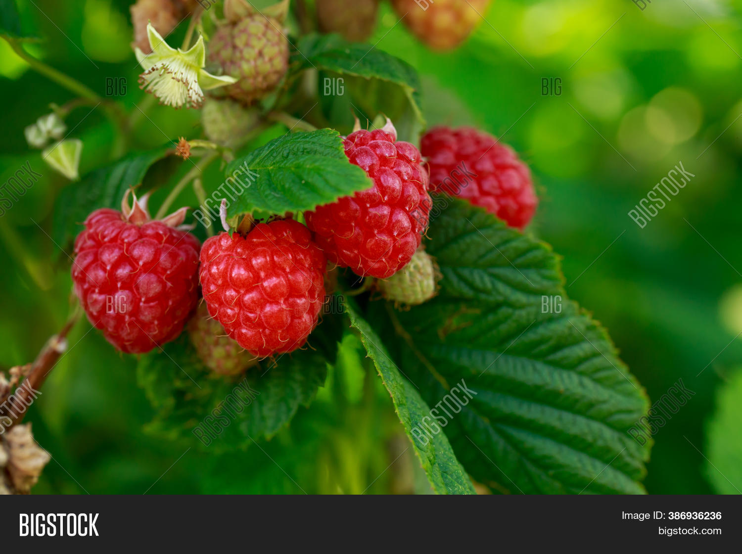 Big Beautiful Ripe Image & Photo (Free Trial) | Bigstock
