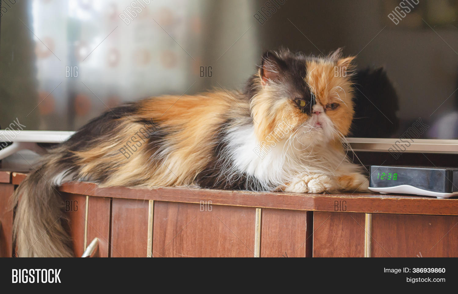 Portrait Three-color Image & Photo (Free Trial) | Bigstock