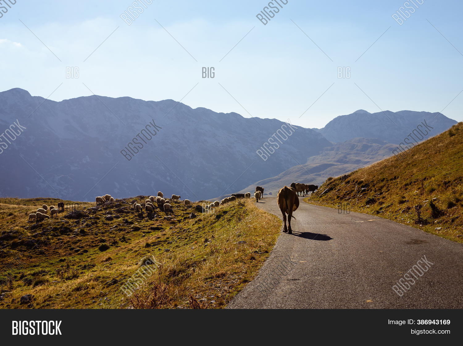 Cows Walking On Road Image & Photo (Free Trial) | Bigstock