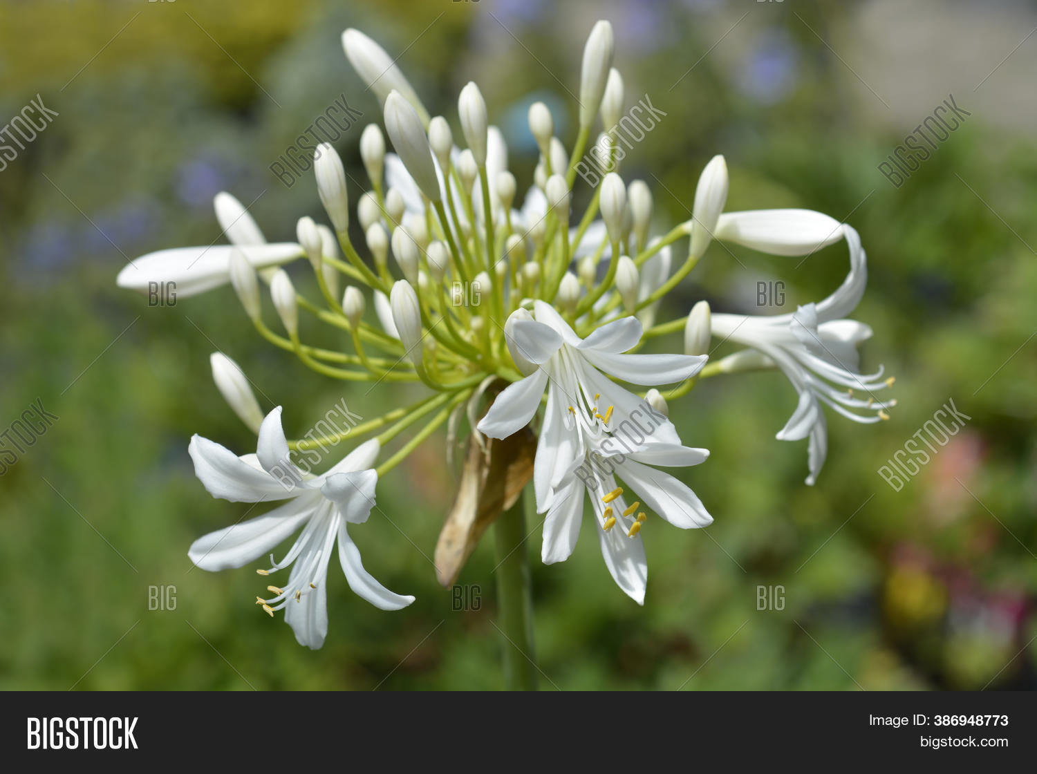 White African Lily Image & Photo (Free Trial) | Bigstock