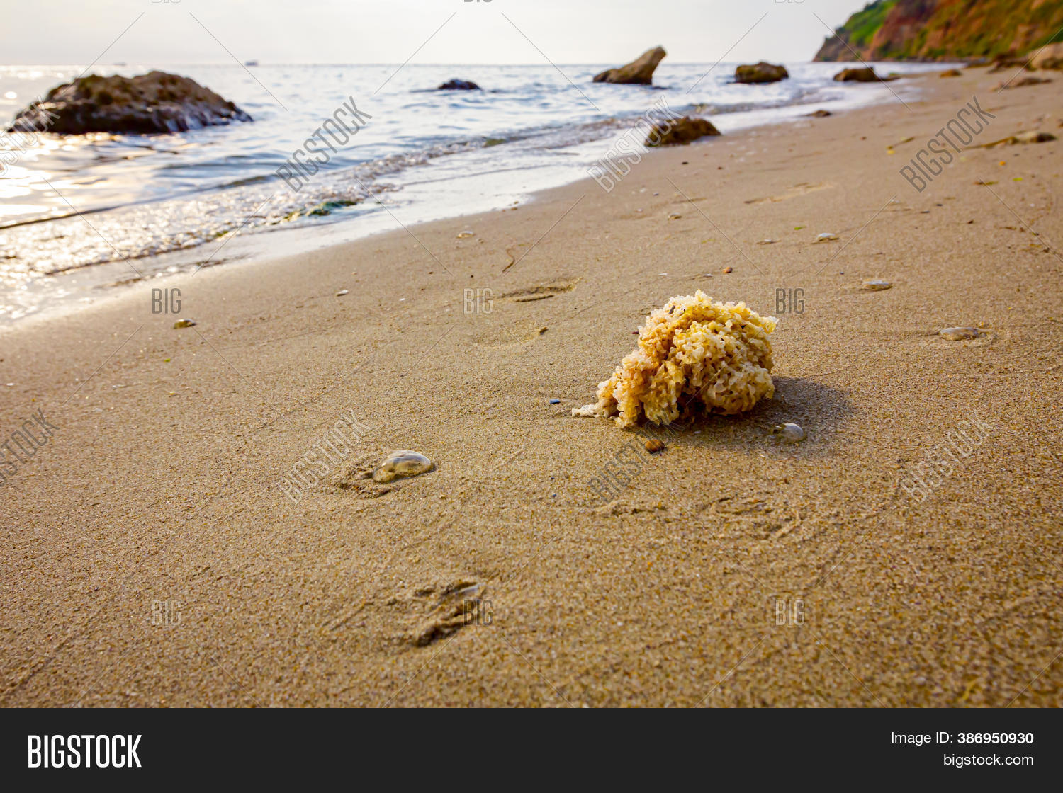 Yellow Sea Sponge Image & Photo (Free Trial) | Bigstock