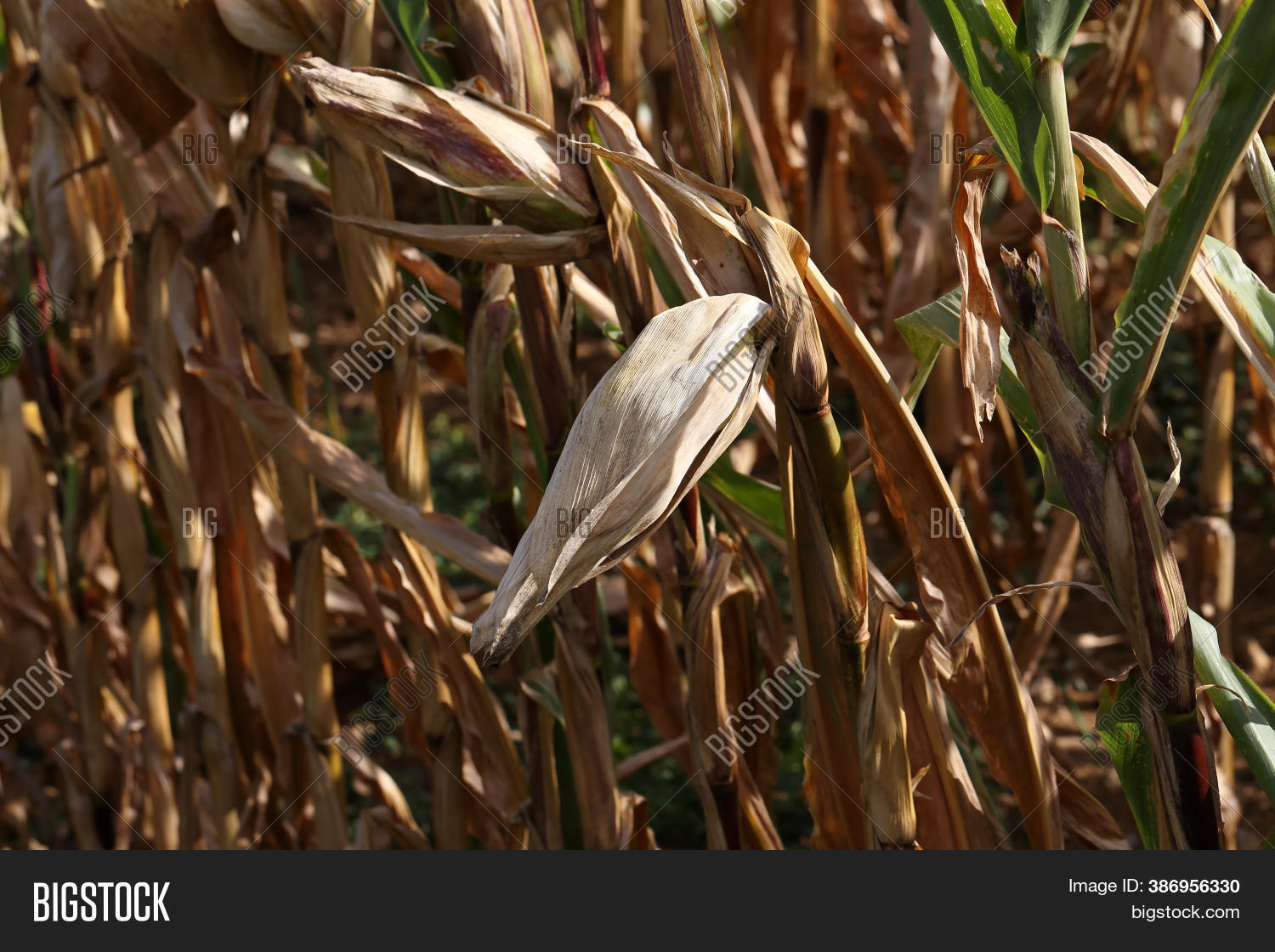 Closeup Corn On Stalk Image & Photo (Free Trial) | Bigstock