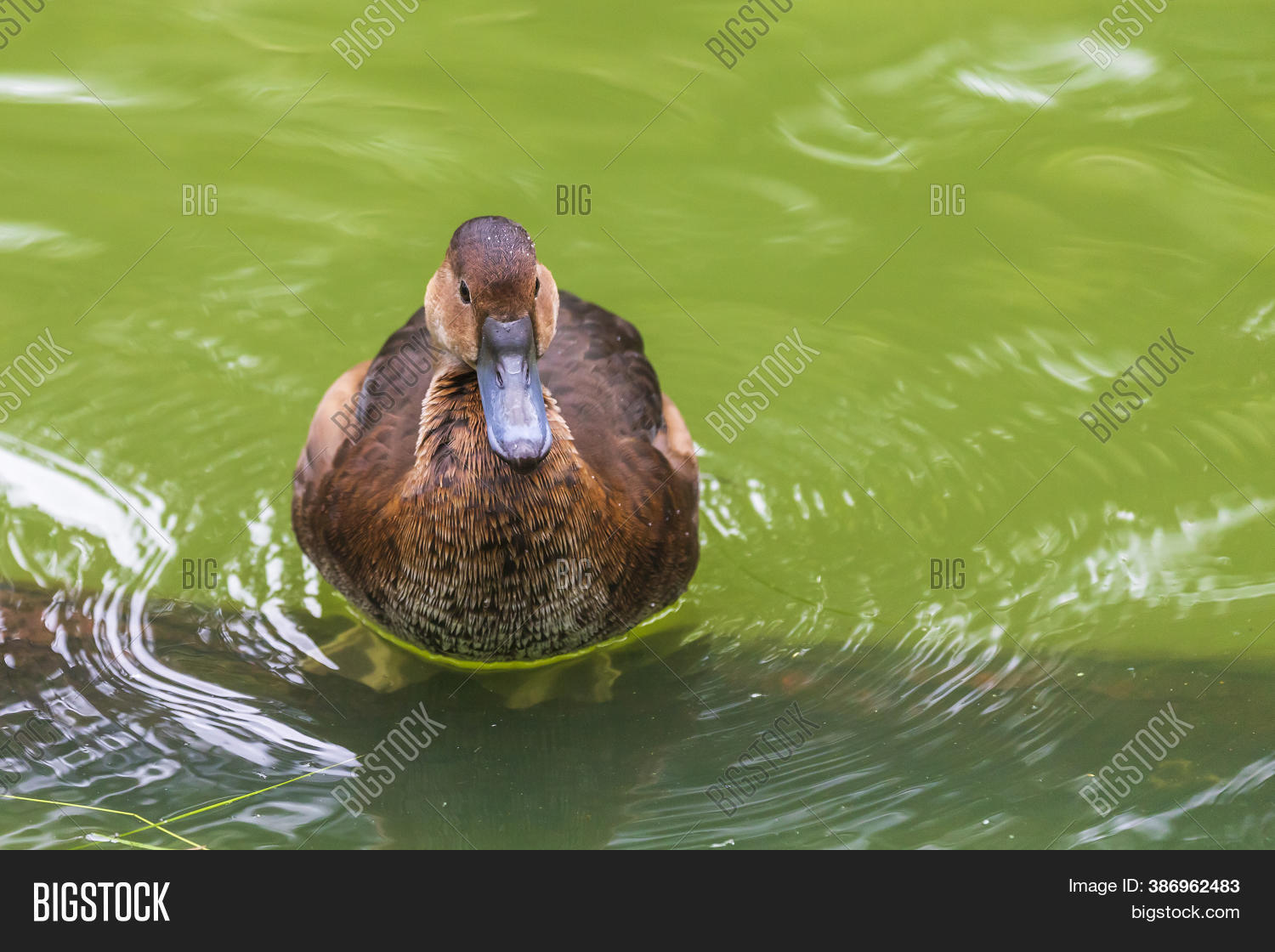 Brown Duck Standing Image & Photo (Free Trial) | Bigstock