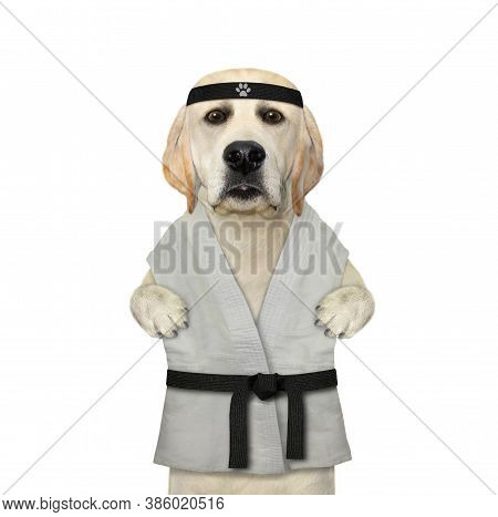 Dog Karate Athlete Image & Photo (Free Trial) | Bigstock