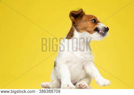 Angry Jack Russell Image & Photo (Free Trial) | Bigstock