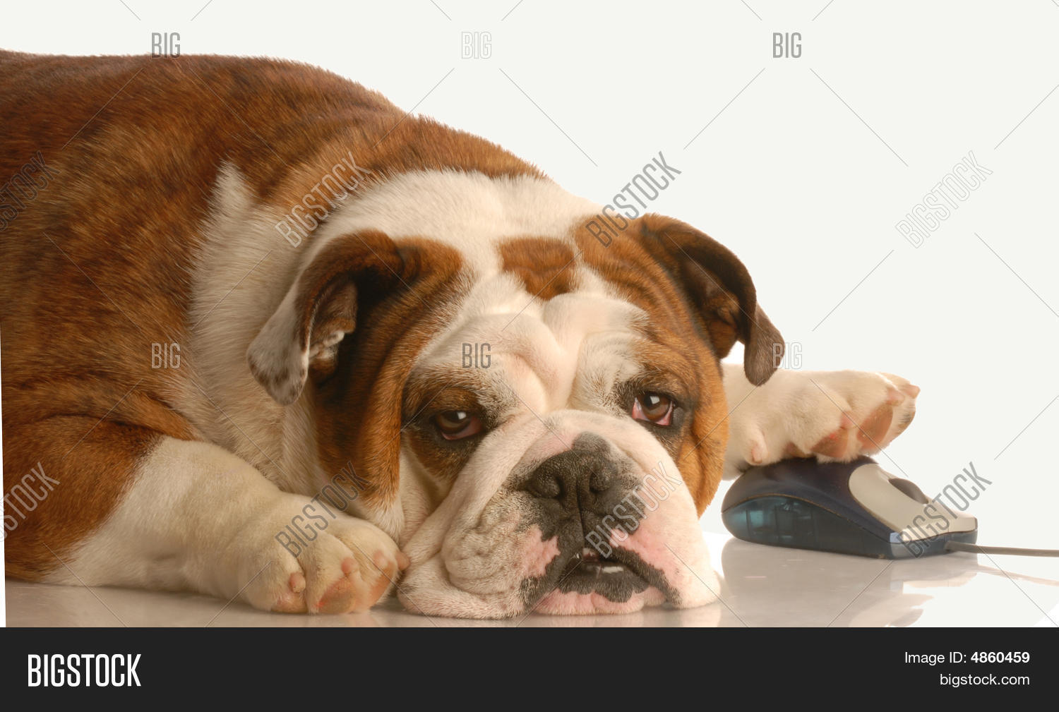 Bulldog Computer Mouse Image & Photo (Free Trial) | Bigstock