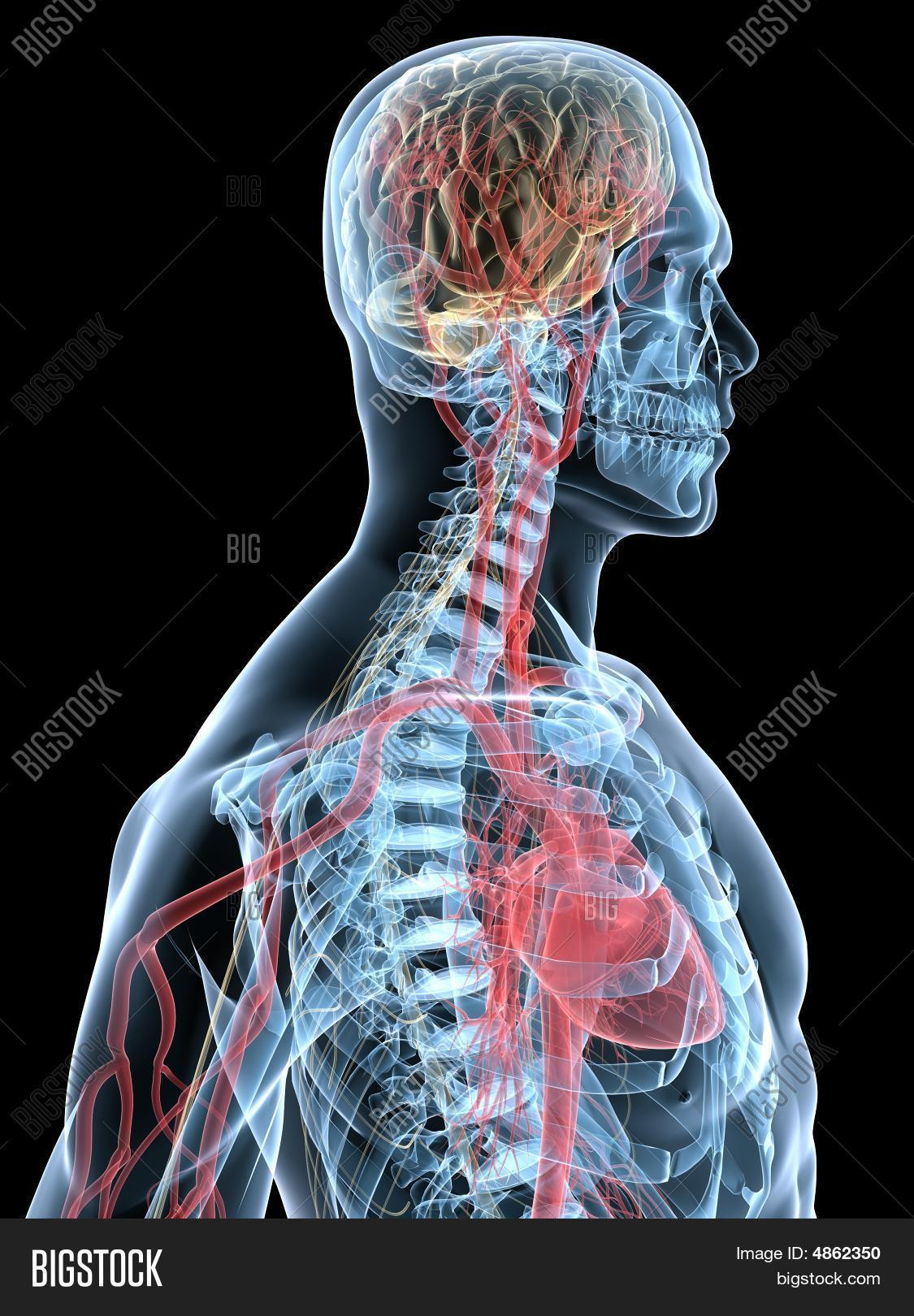 Heart Brain Image & Photo (Free Trial) | Bigstock