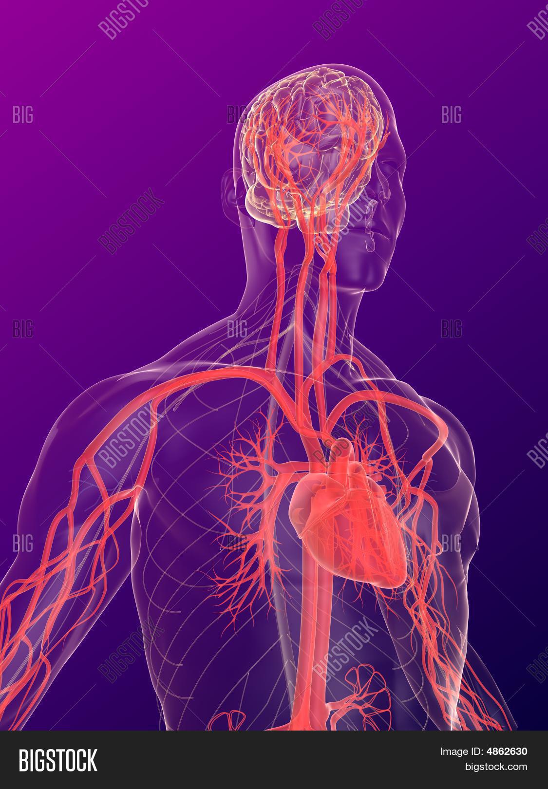 Heart Brain Image & Photo (Free Trial) | Bigstock
